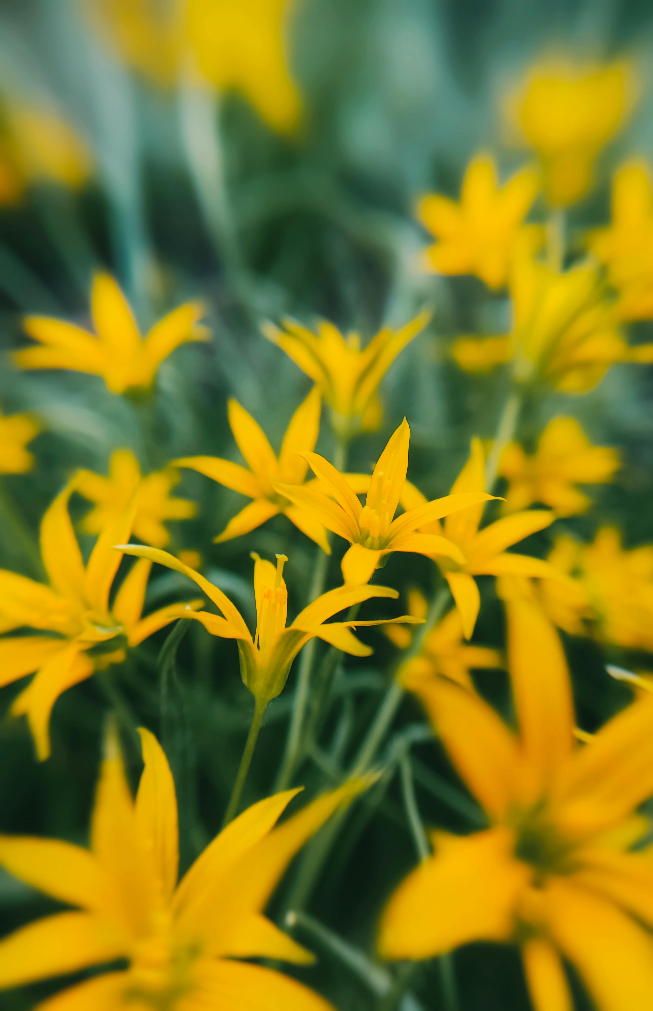 Vibrant Yellow Spring Wildflowers in Bloom · Free Stock Photo