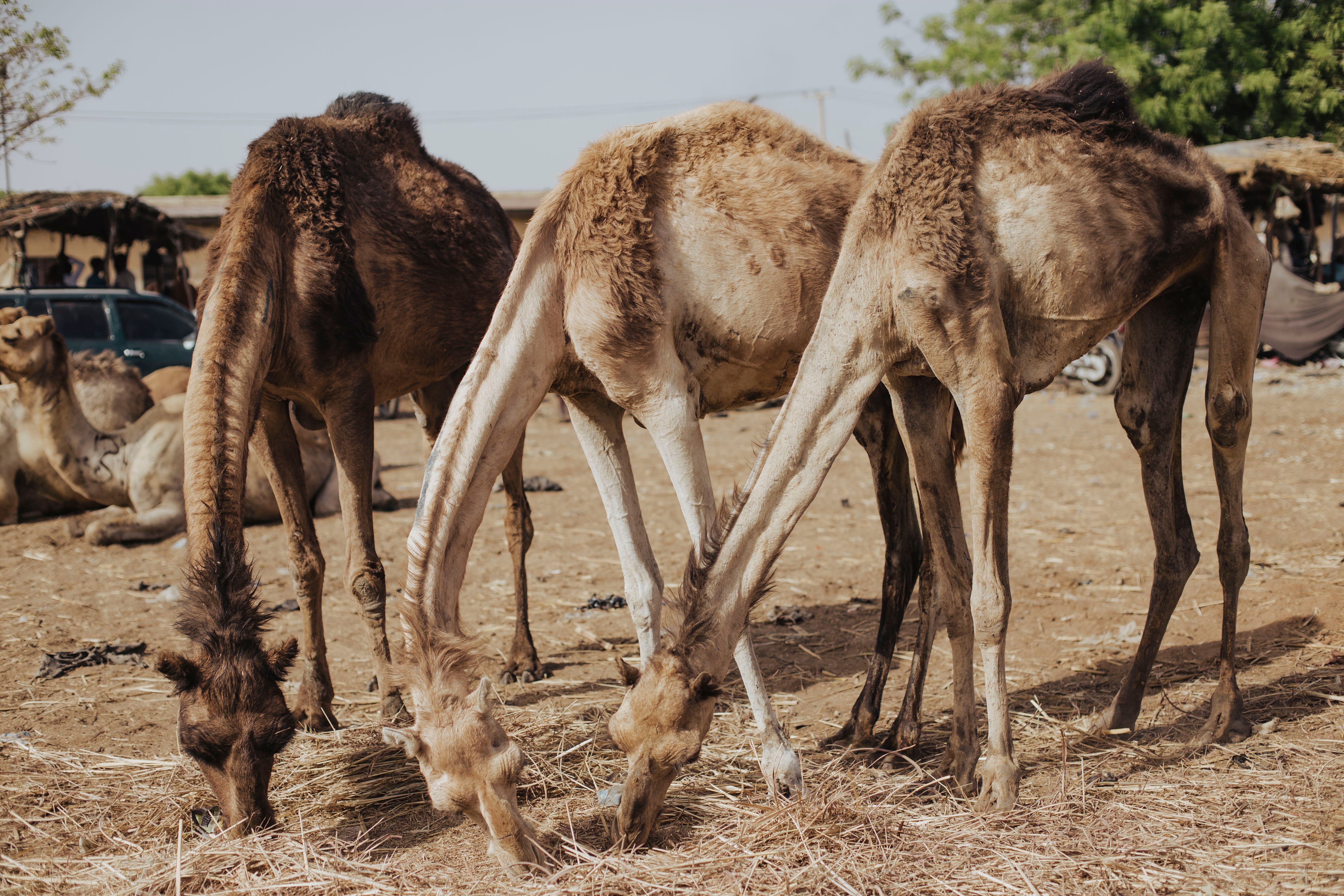 Camels Grazing in Damaturu, Nigeria Market · Free Stock Photo