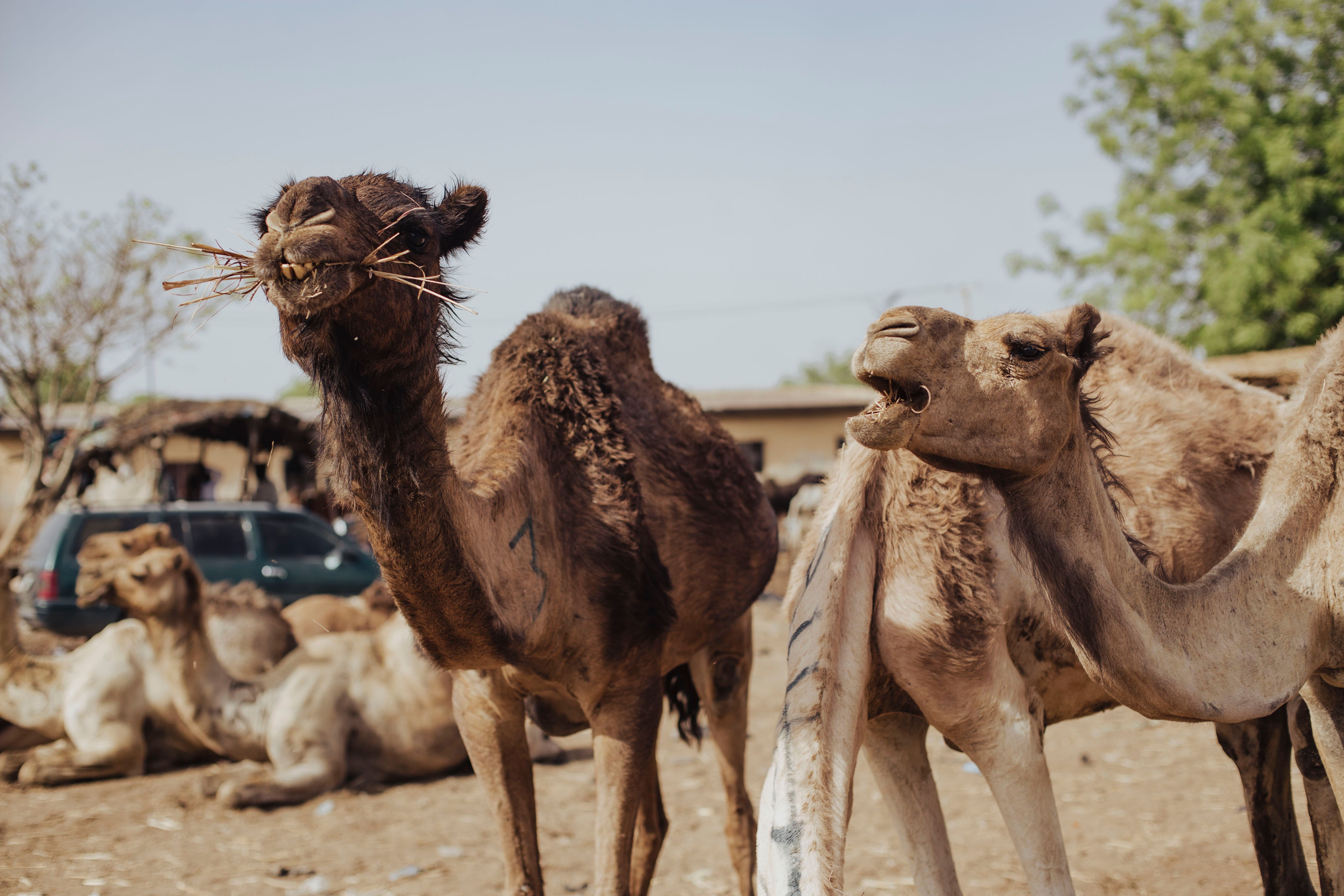 Camels Grazing Photos, Download The BEST Free Camels Grazing Stock ...