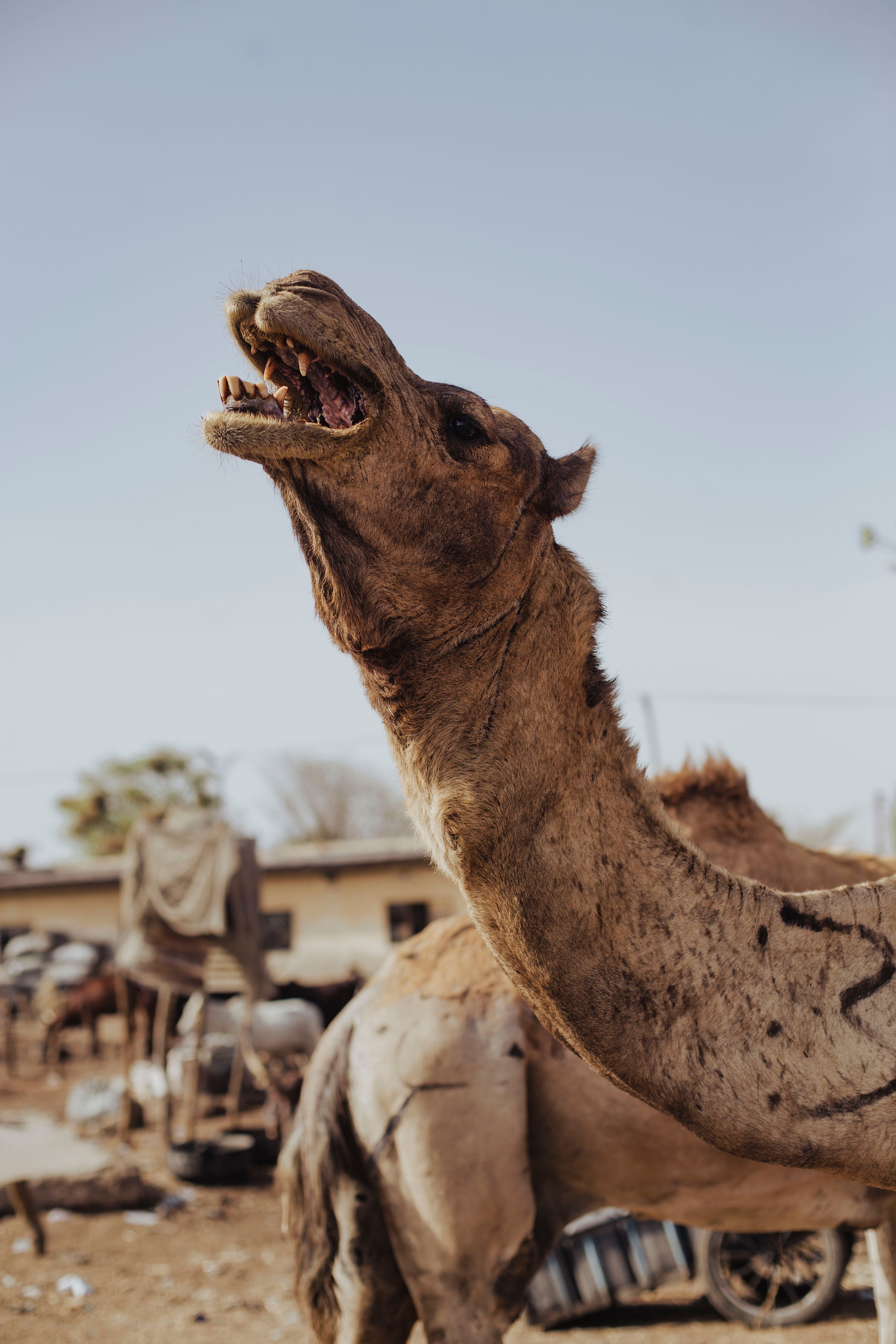 Camel Teeth Photos, Download The BEST Free Camel Teeth Stock Photos ...
