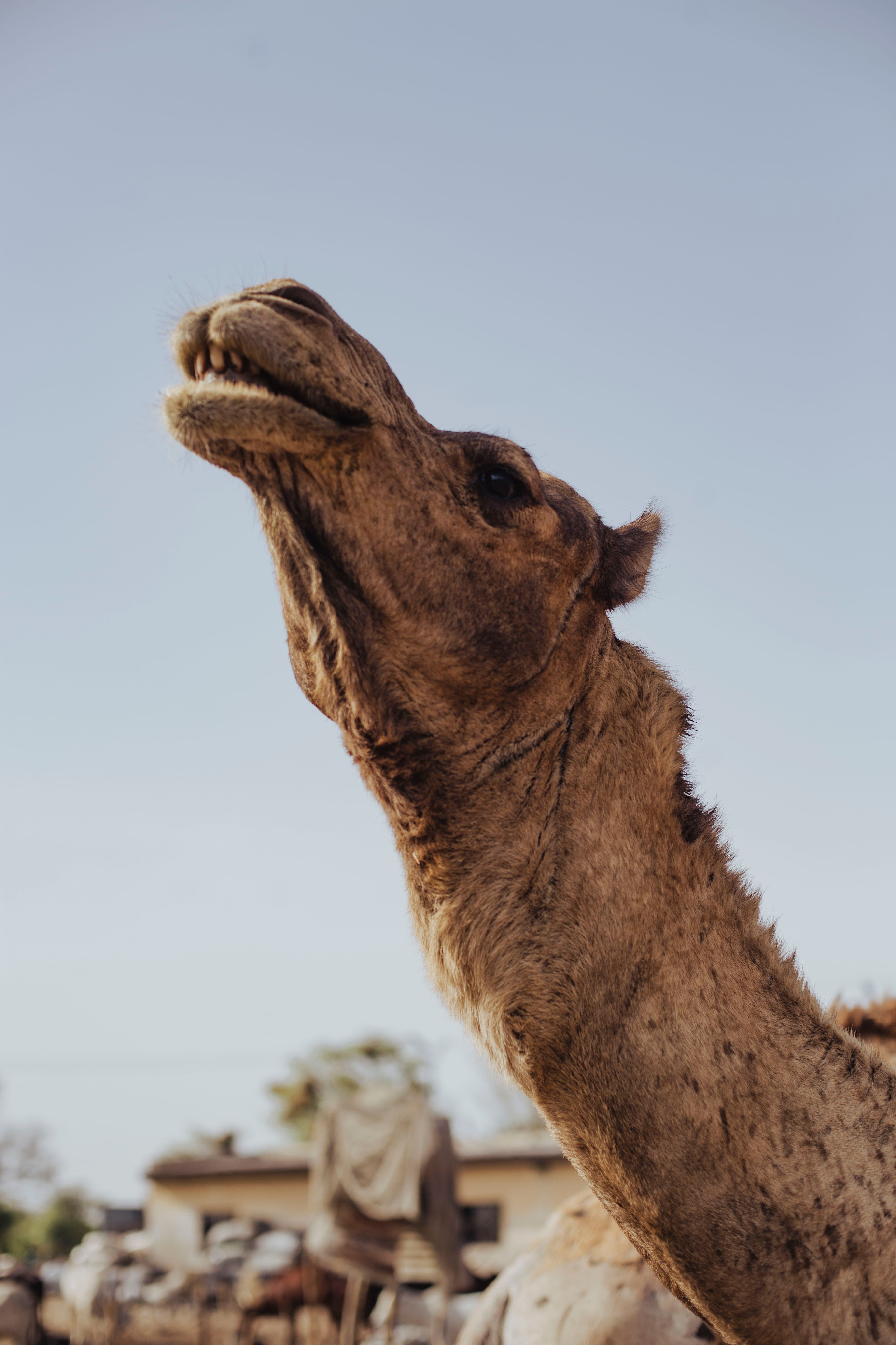 Camel Profile Under Clear Blue Sky · Free Stock Photo