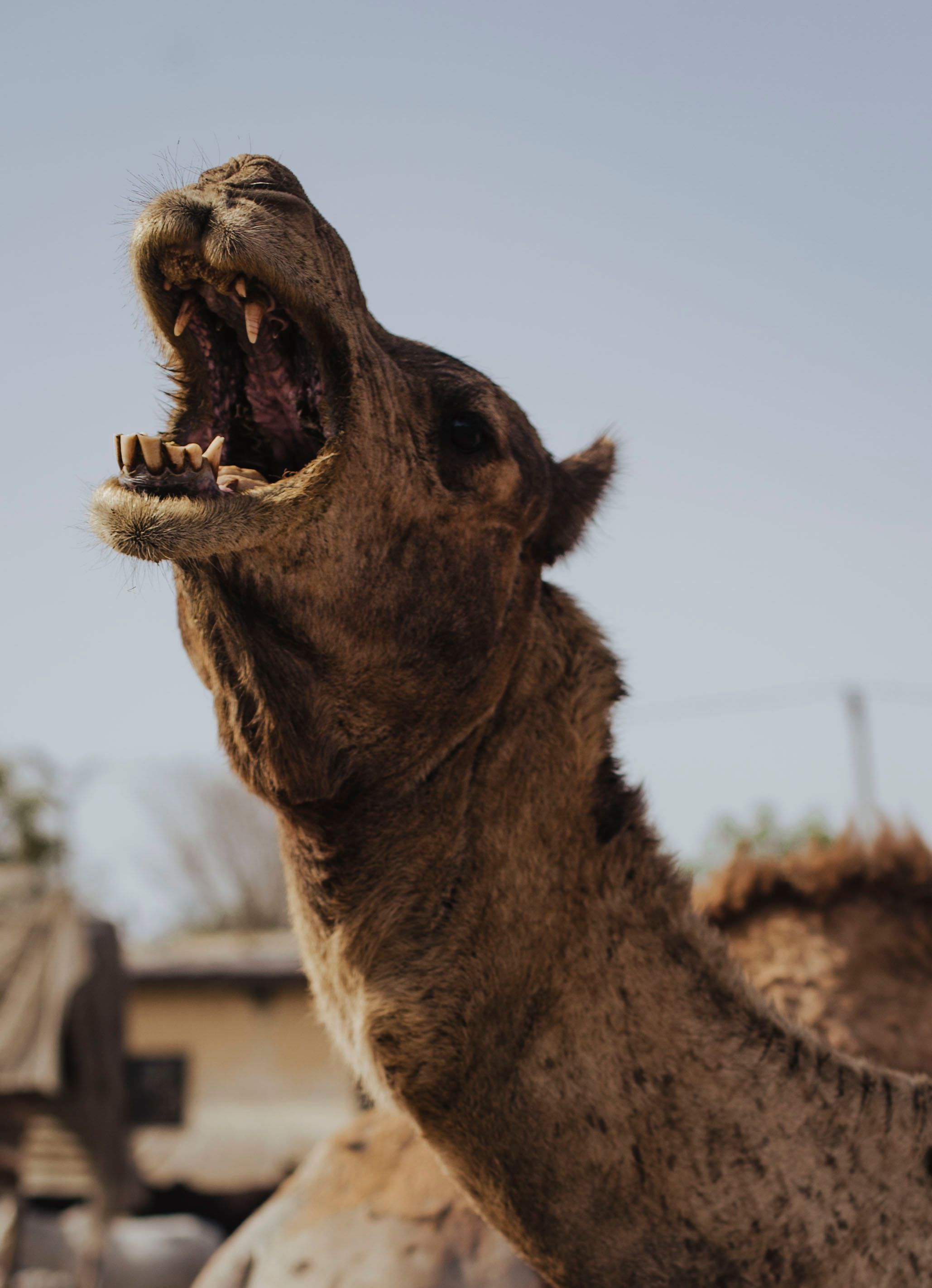 Close-up of a Camel Roaring Outdoors · Free Stock Photo