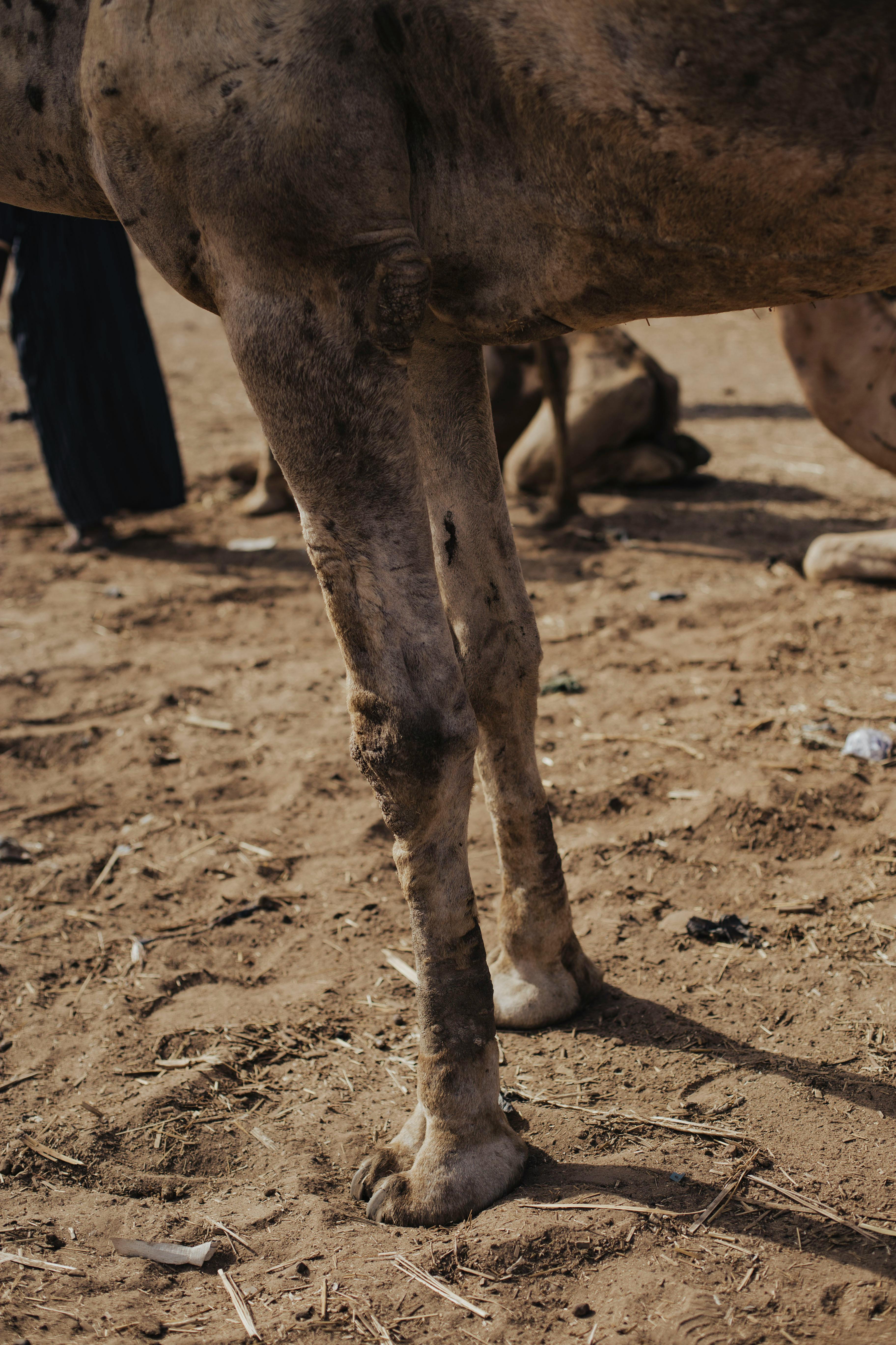 Camel Legs on a Sandy Desert Background · Free Stock Photo