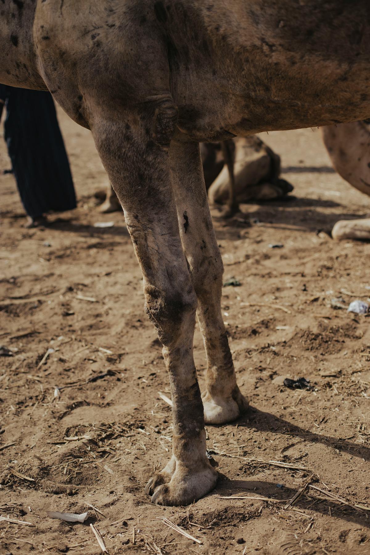 Camel+Toe+Bikinis Photos, Download The BEST Free Camel+Toe+Bikinis ...