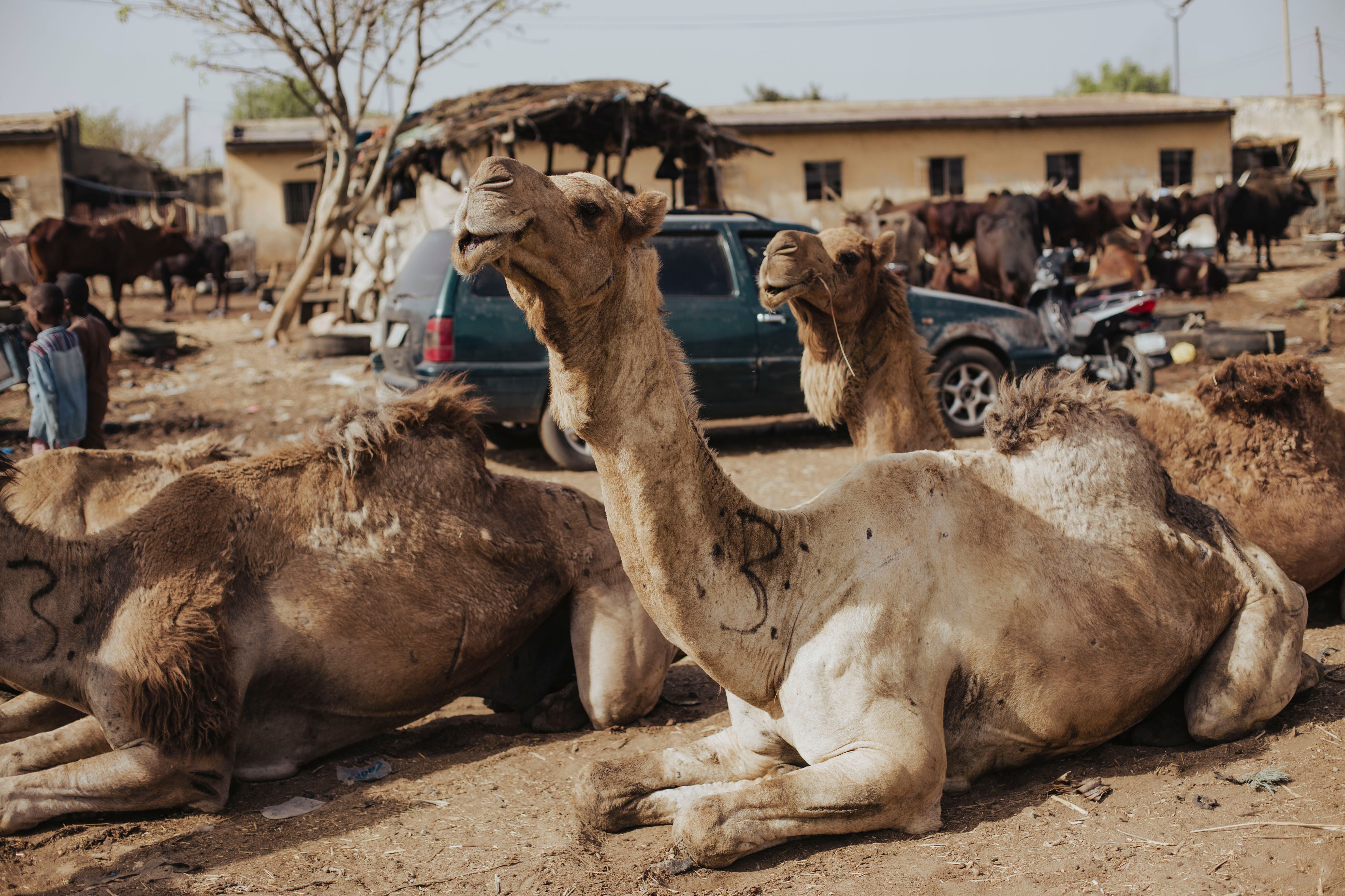 Animal Aspect Photos, Download The BEST Free Animal Aspect Stock Photos ...
