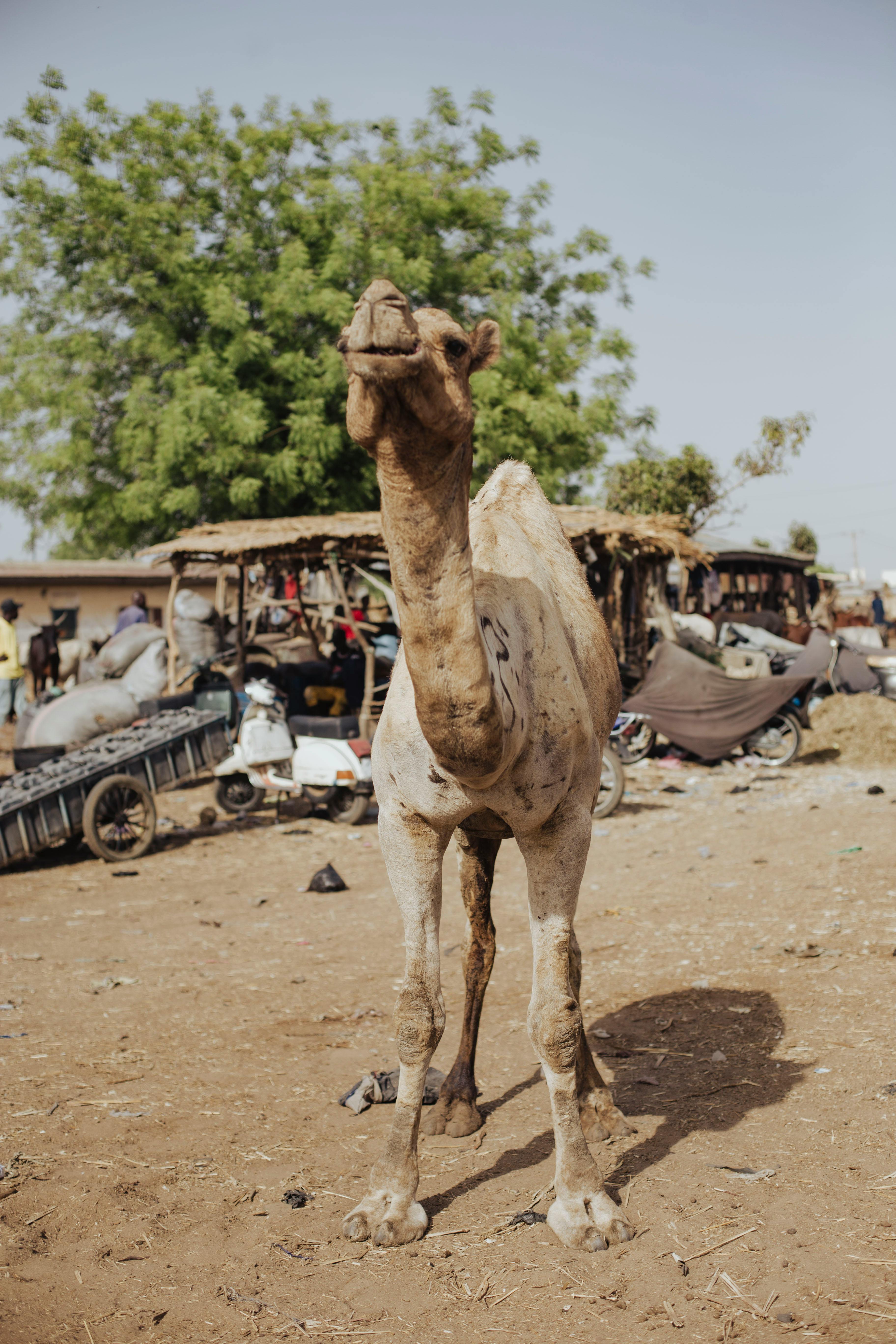 Camel in a Rustic Marketplace Setting · Free Stock Photo