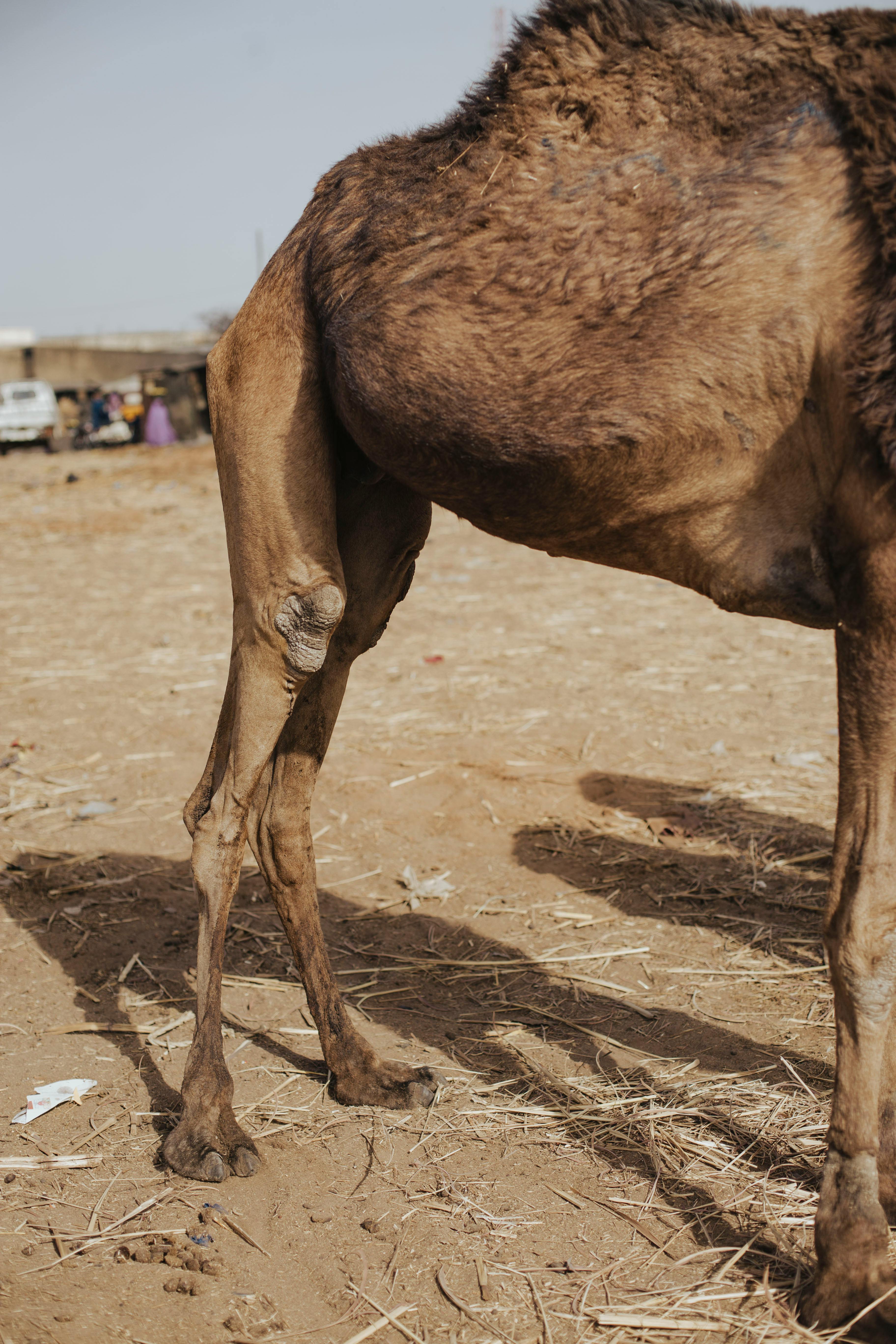 Close-Up of a Camel's Legs in a Desert Market · Free Stock Photo