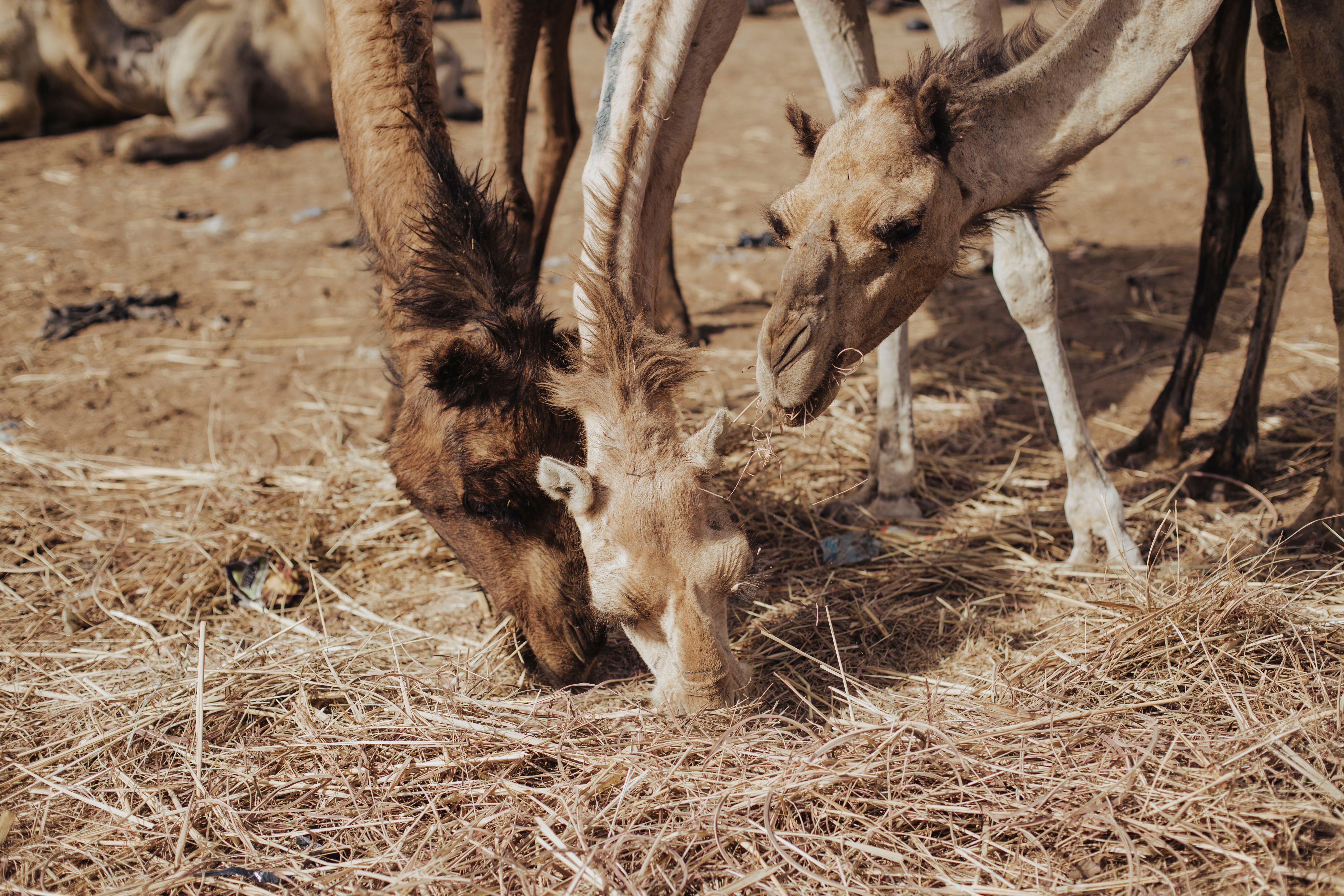 Camels Grazing on Dry Field Outdoors · Free Stock Photo