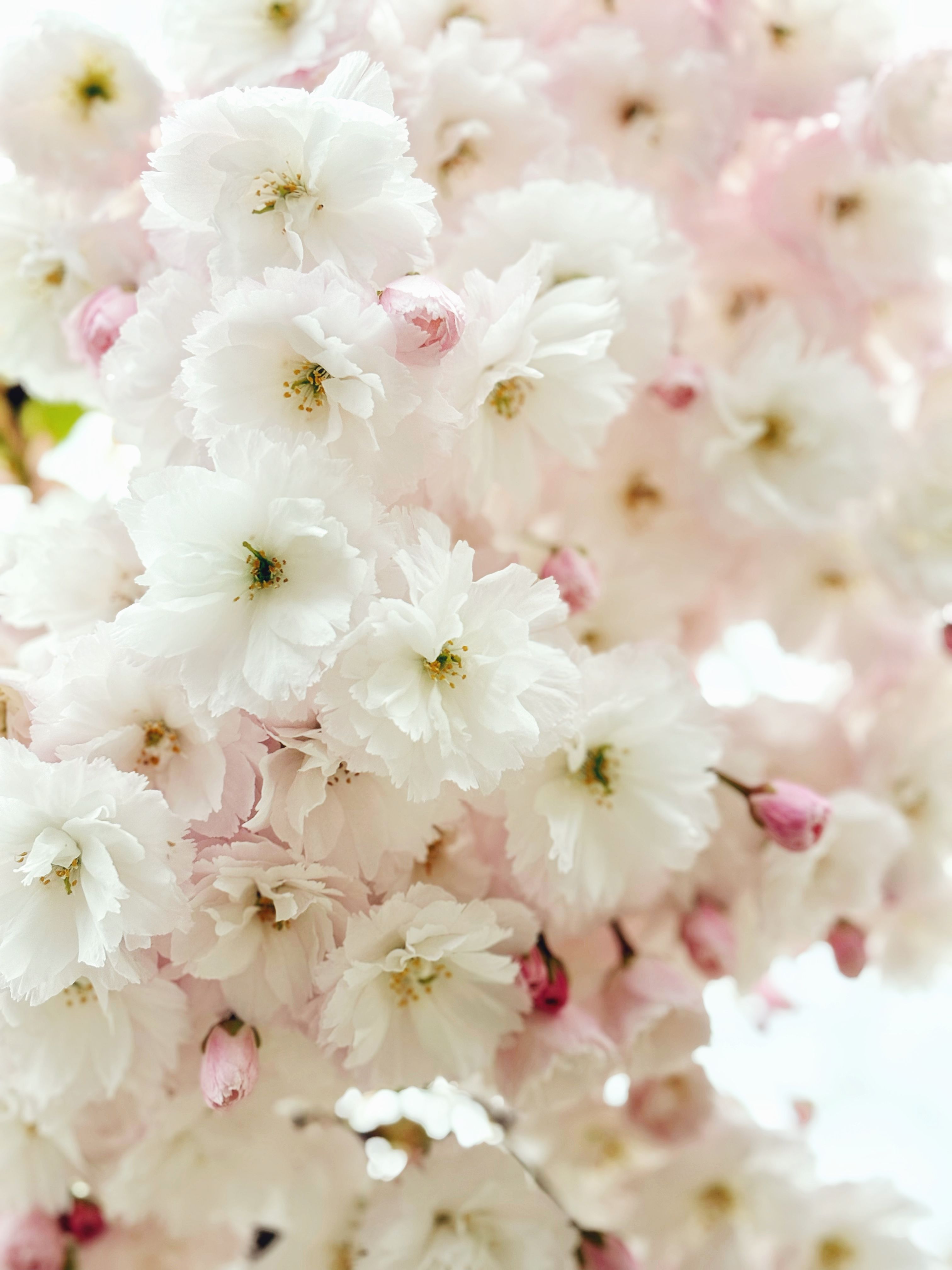 Springtime Blossoms Along a Tranquil Pathway · Free Stock Photo