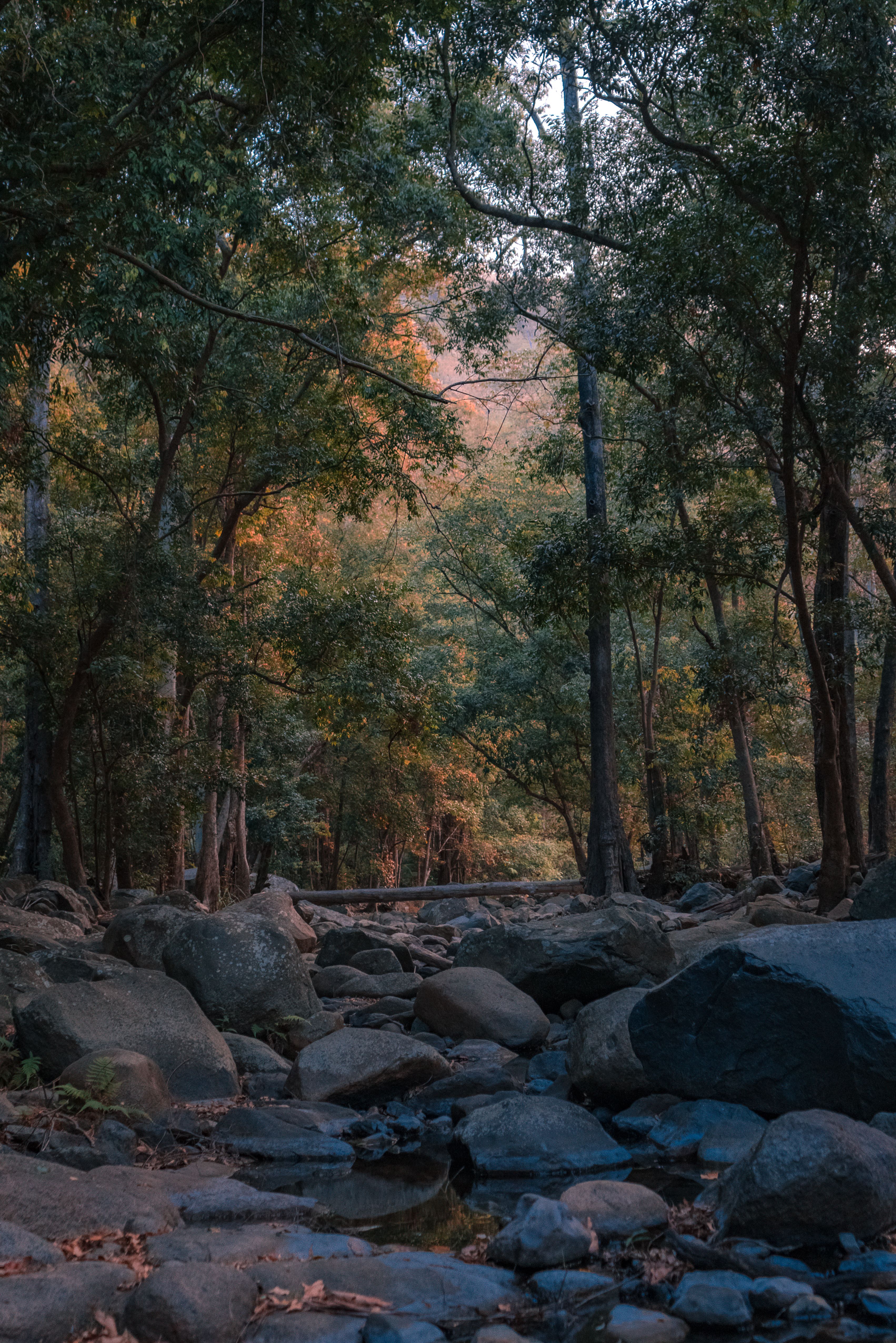 Photo Of Forest During Daytime · Free Stock Photo
