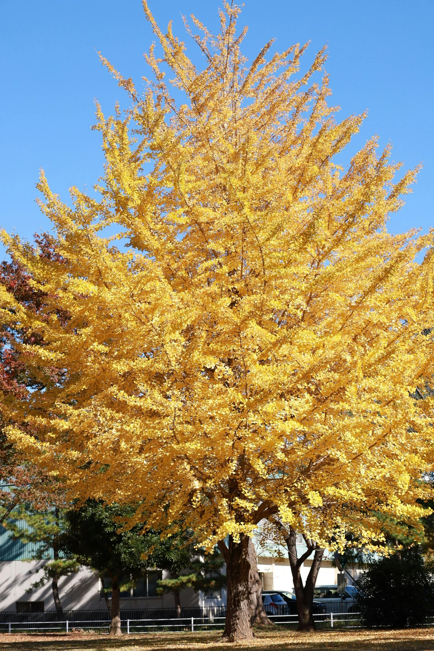 Golden Ginkgo Tree in Vibrant Autumn Foliage · Free Stock Photo