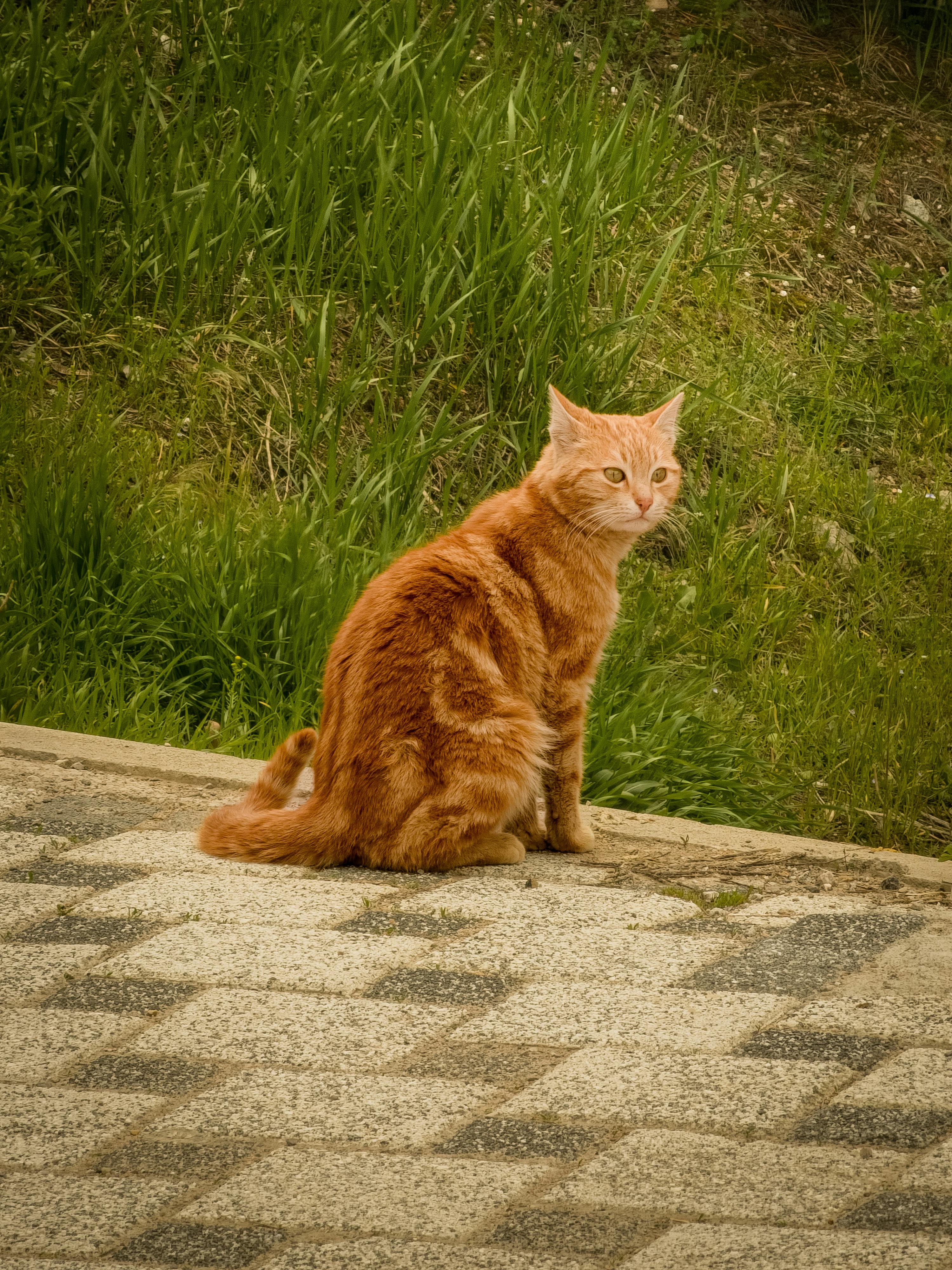 Goofy Cat Photos, Download The BEST Free Goofy Cat Stock Photos & HD Images