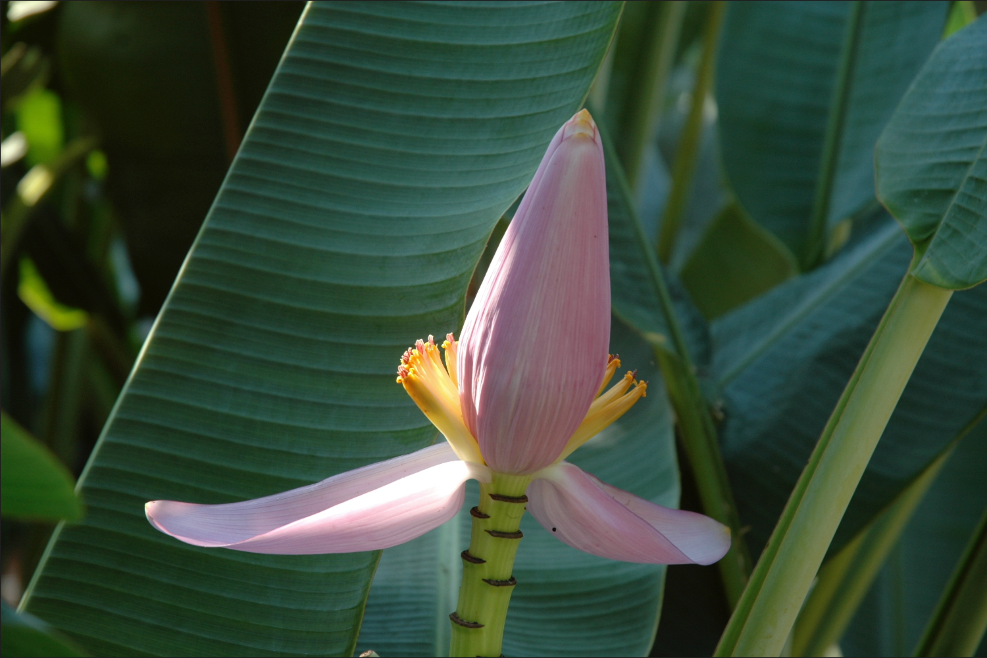 Close-up of Pink Banana Flower in Lush Greenery · Free Stock Photo
