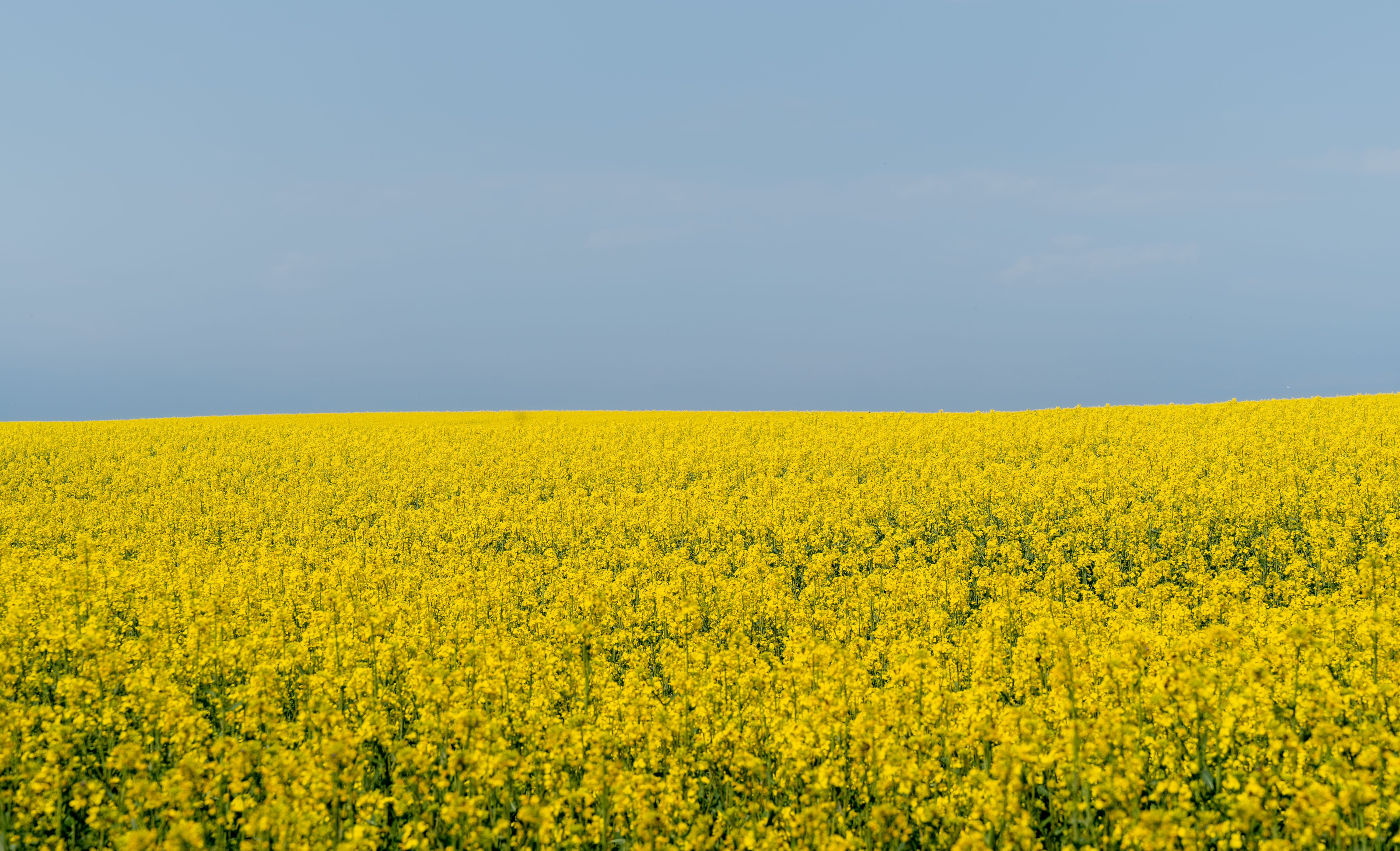 Vast Yellow Canola Field Under Blue Sky · Free Stock Photo