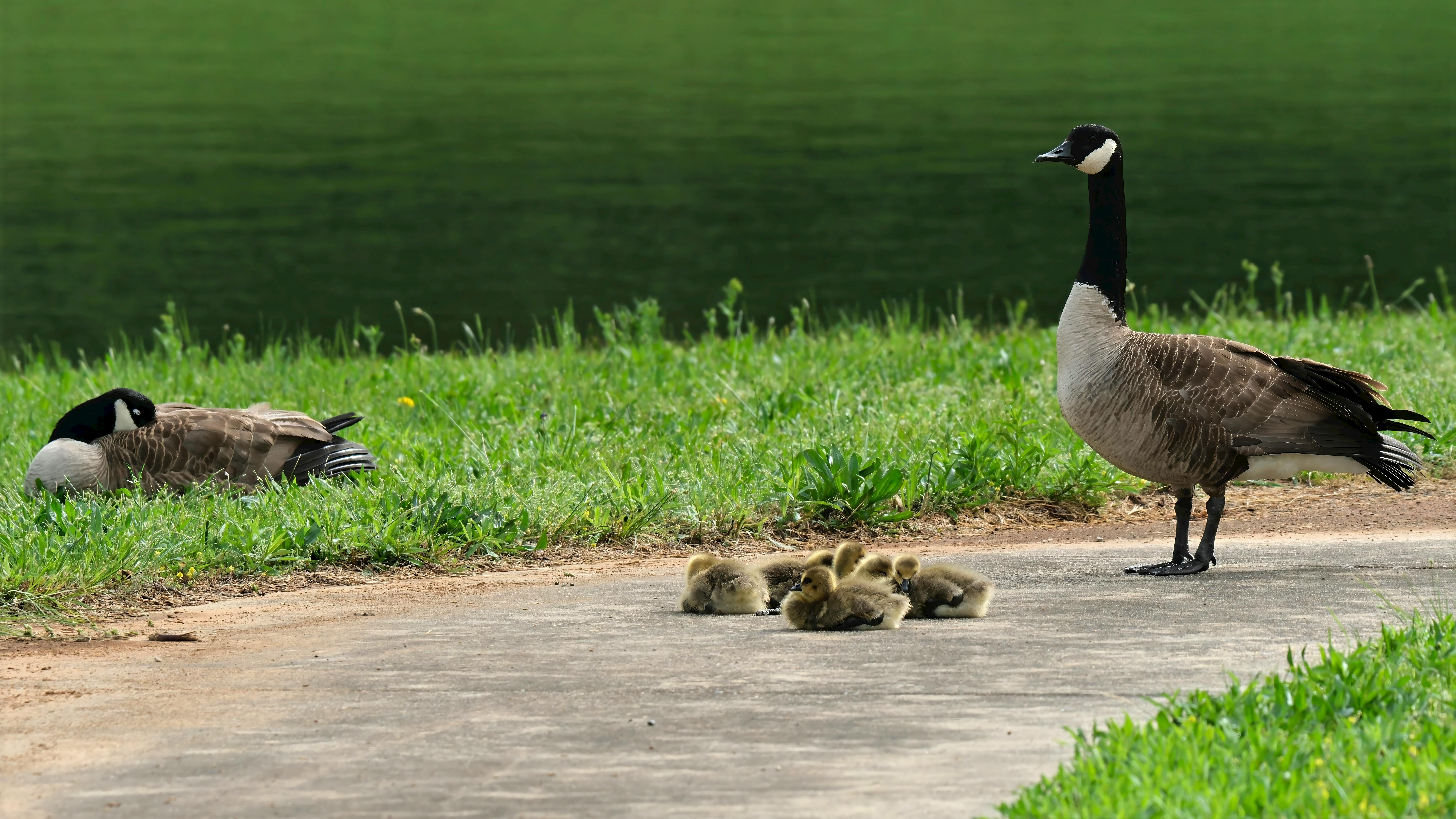 Canadian Geese with Goslings by a Lakeside Path · Free Stock Photo