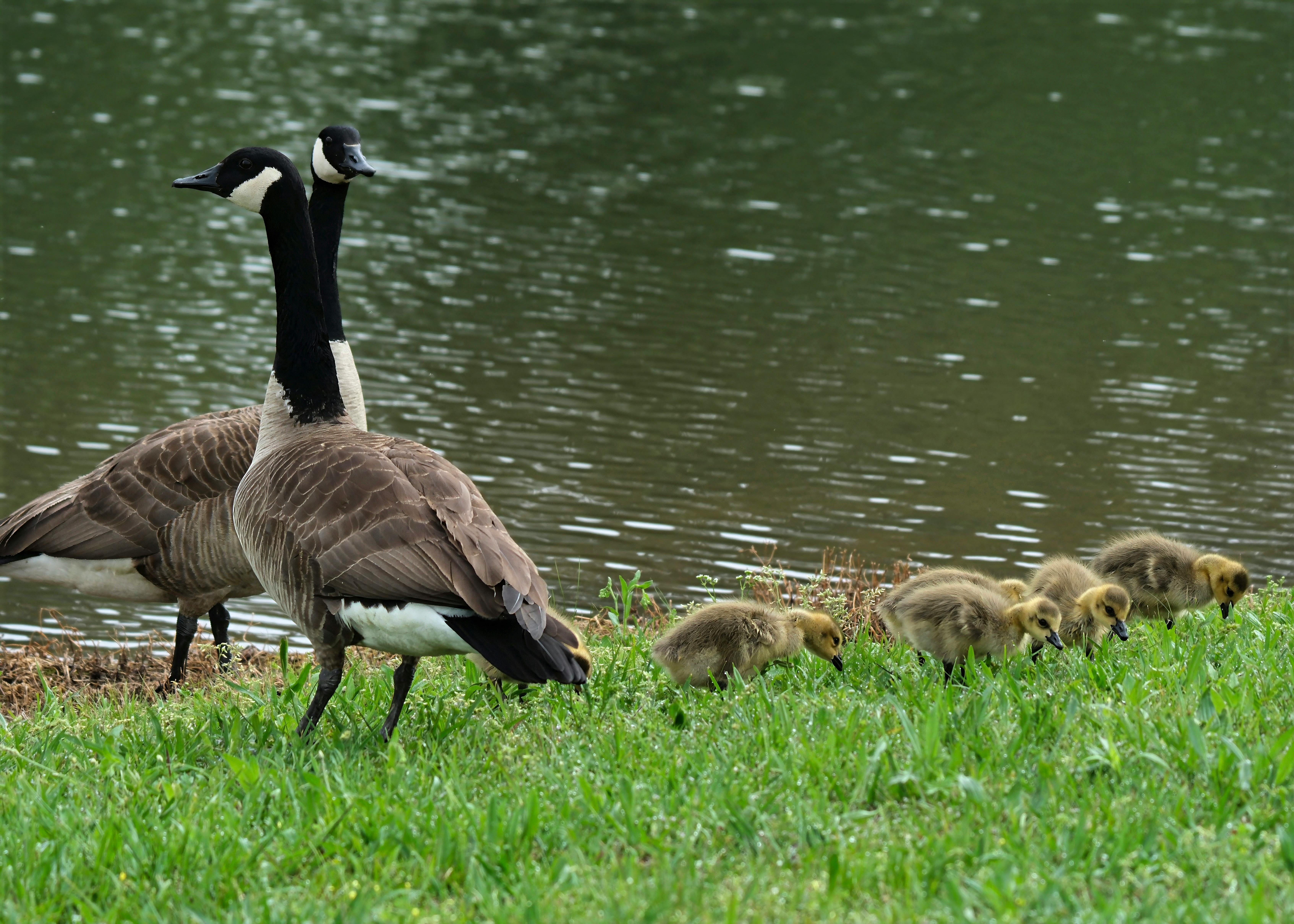 Javfor Me+Mom+Japonesa+Subespanol Photos, Download The BEST Free Javfor ...