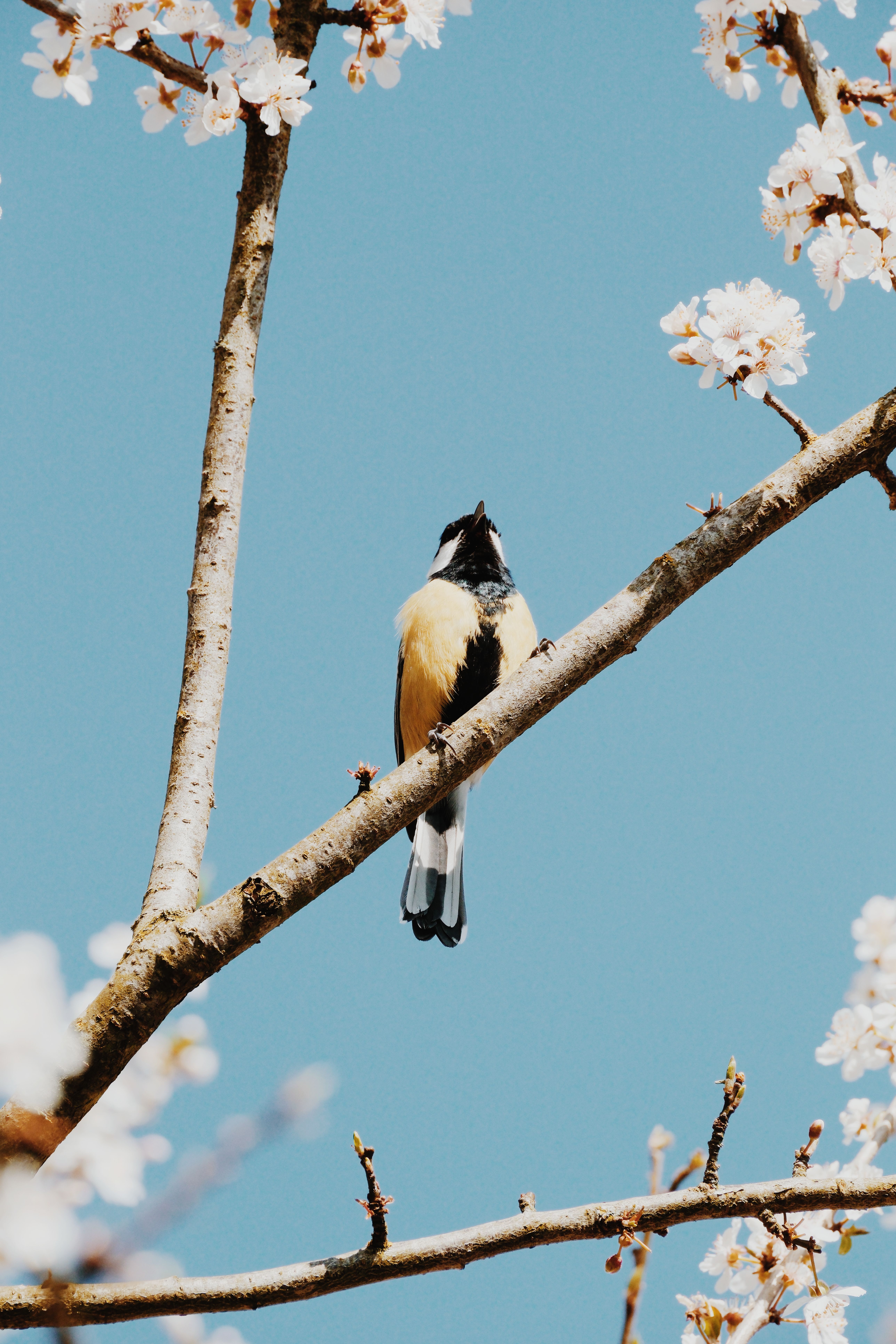 Oiseau Perché Sur Une Branche En Fleurs Au Printemps · Photo gratuite