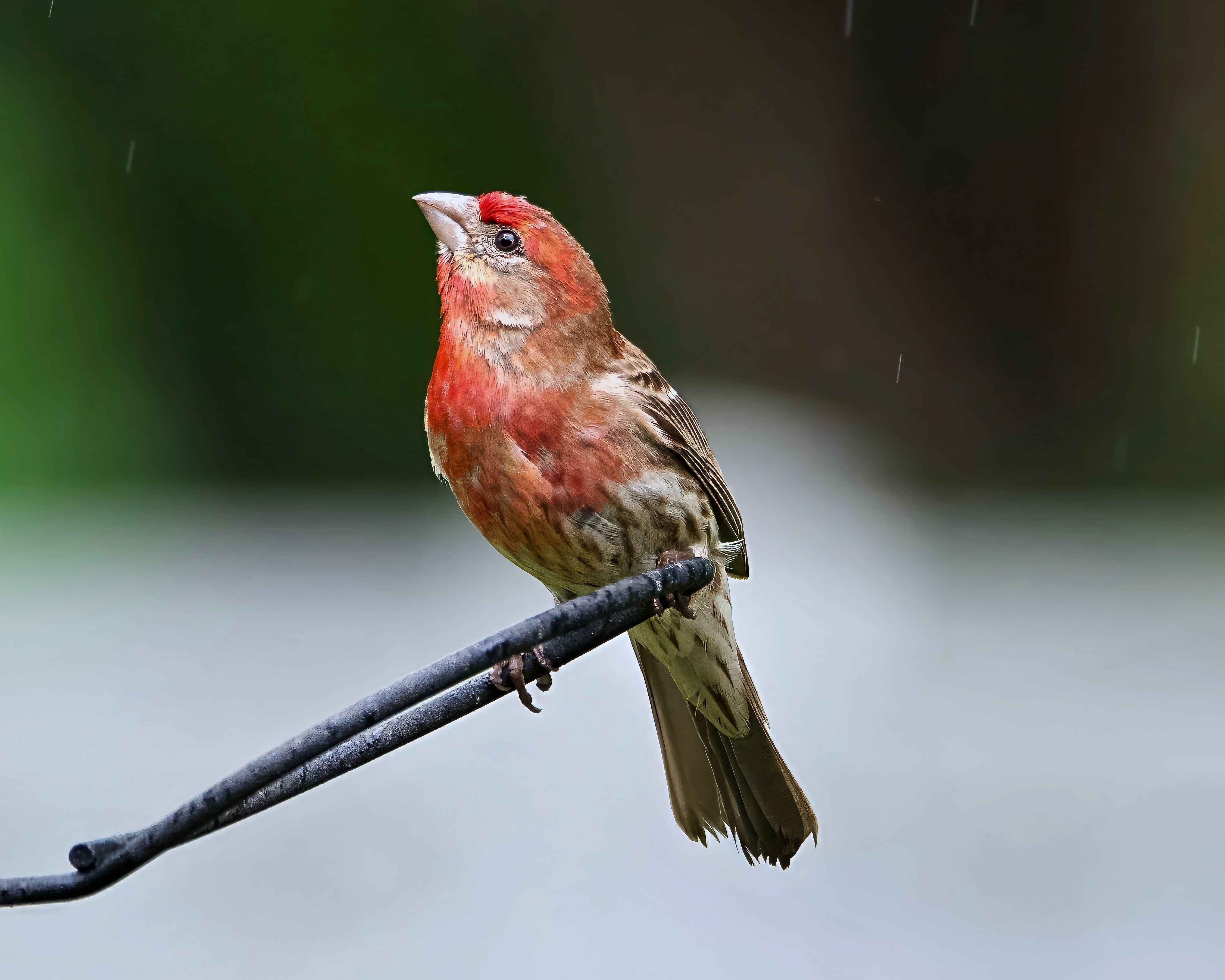 Close-up of House Finch on Branch in Rain · Free Stock Photo