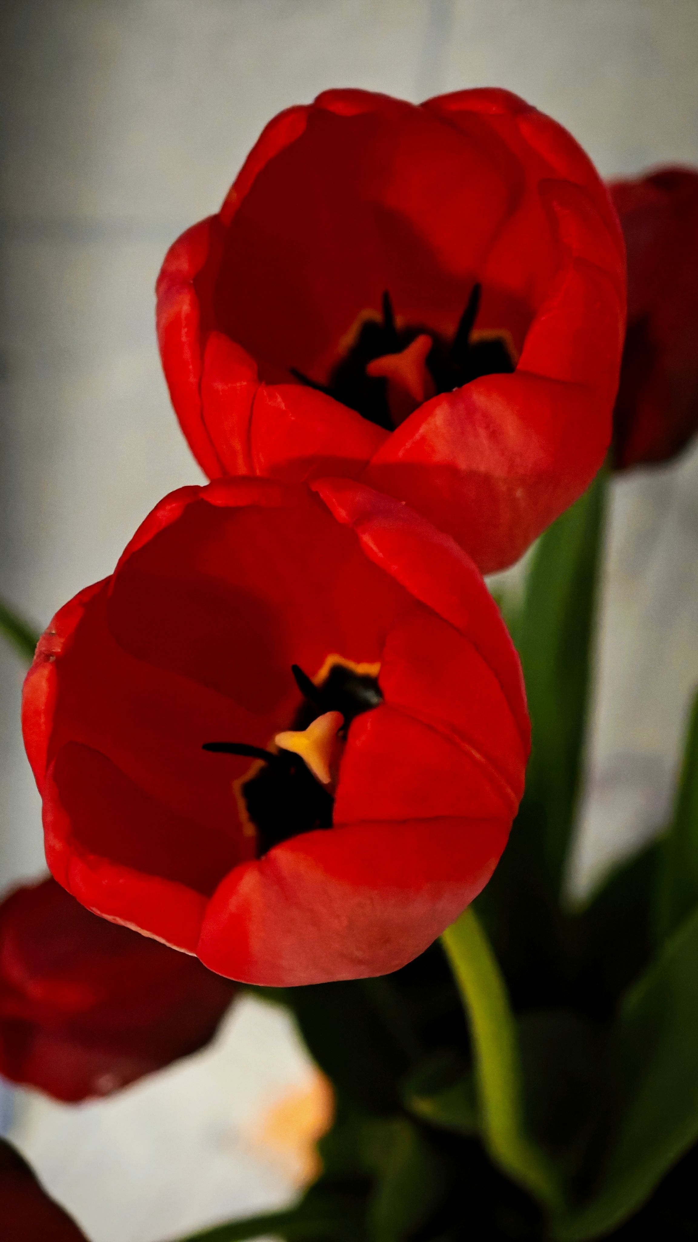 Vibrant Red Tulips in Bloom Close-Up · Free Stock Photo