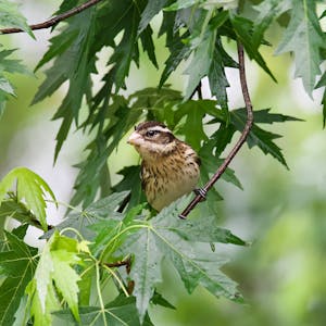 Maple Tree Photos, Download The BEST Free Maple Tree Stock Photos & HD ...