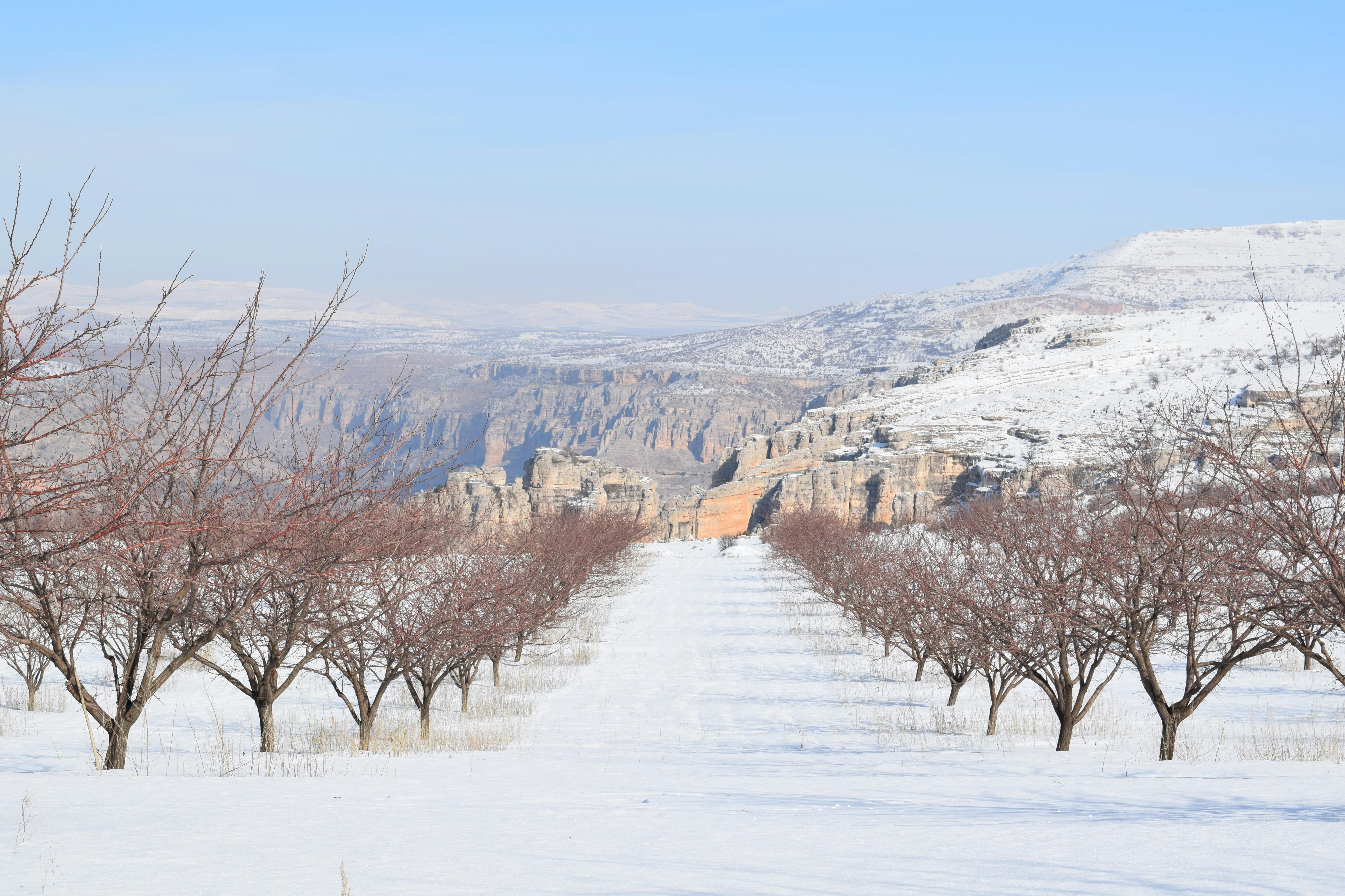 Tree Line Photos, Download The BEST Free Tree Line Stock Photos & HD Images