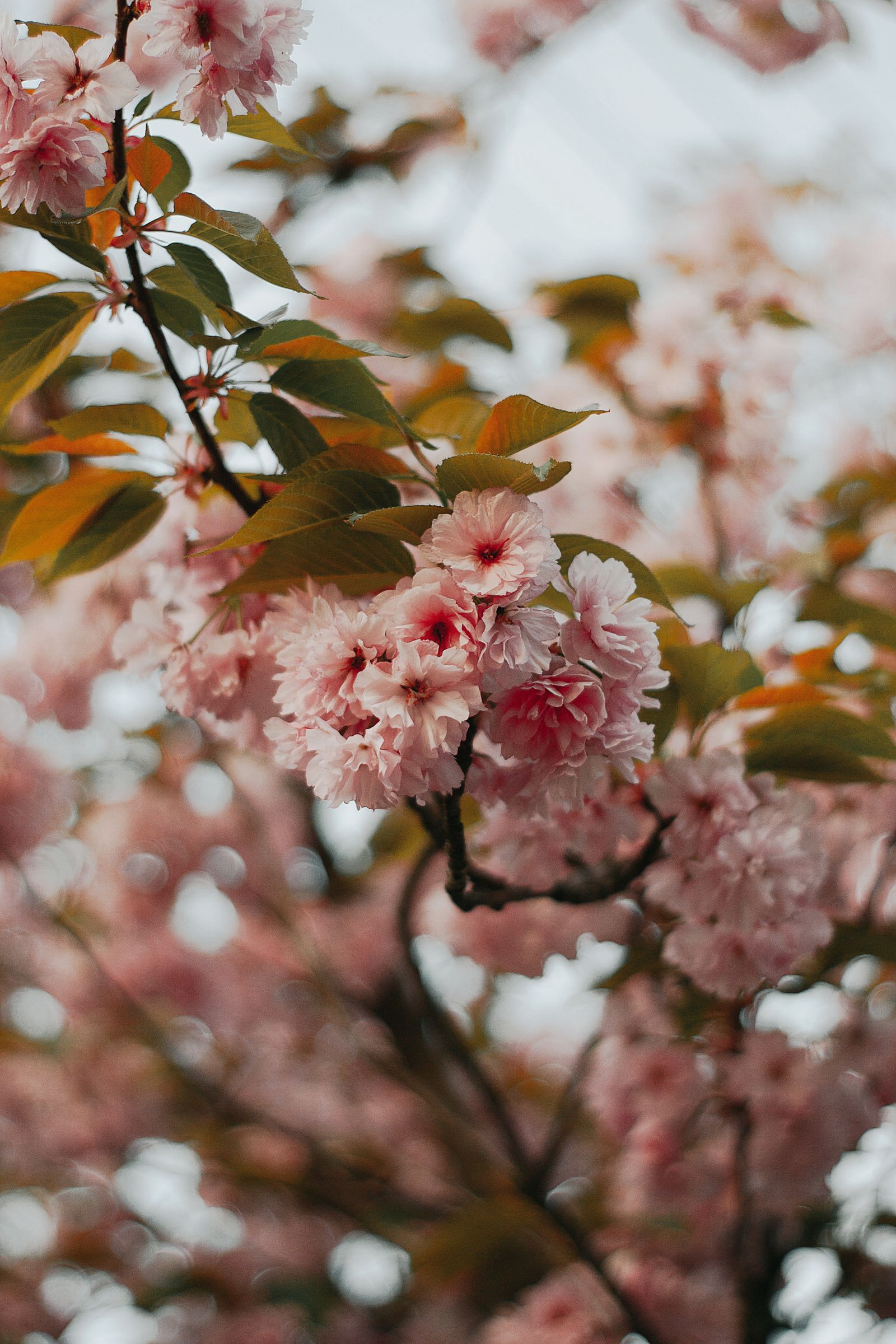 Spring 4k Wallpaper Photos, Download The BEST Free Spring 4k Wallpaper ...