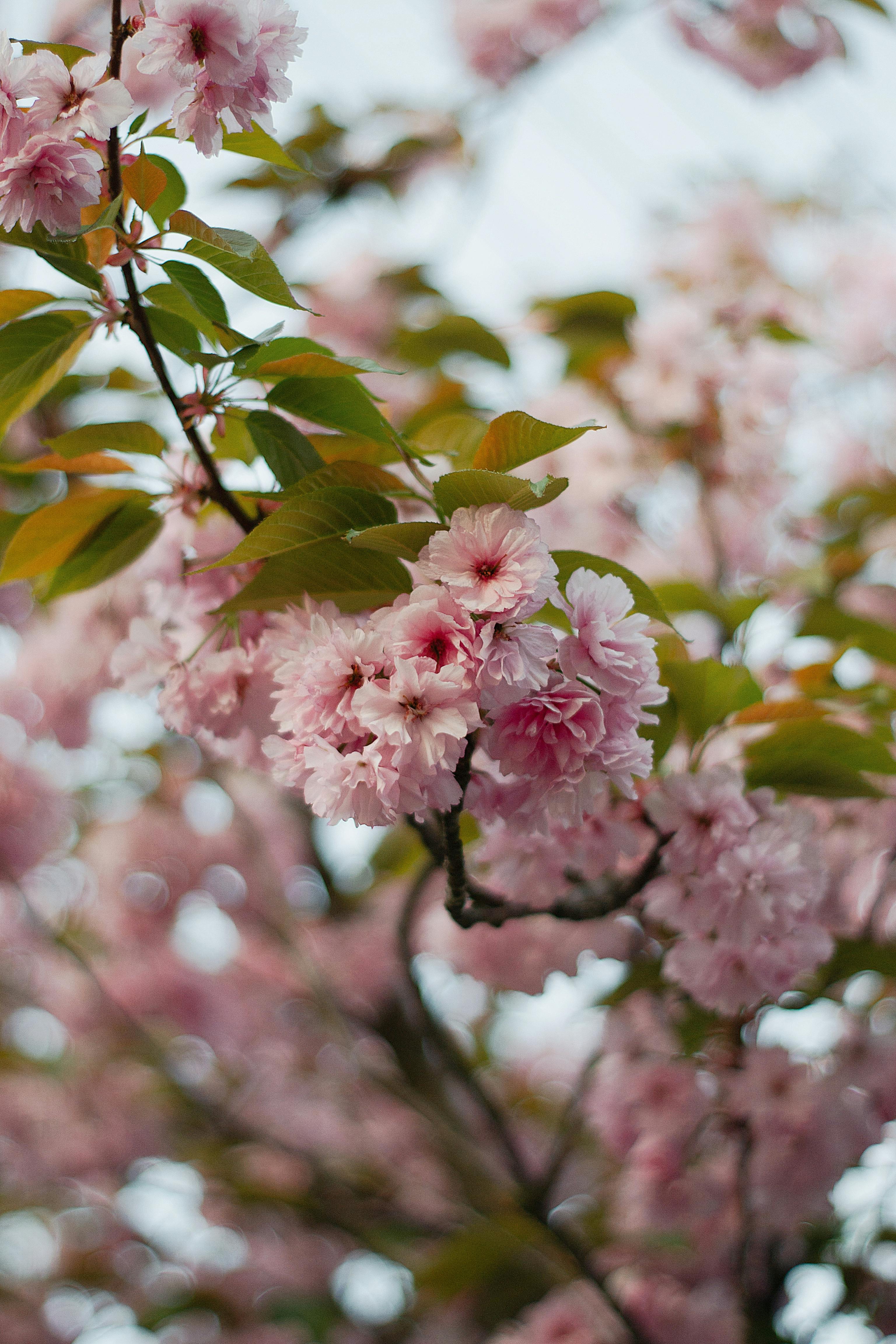 Android Background Photos, Download The BEST Free Android Background ...