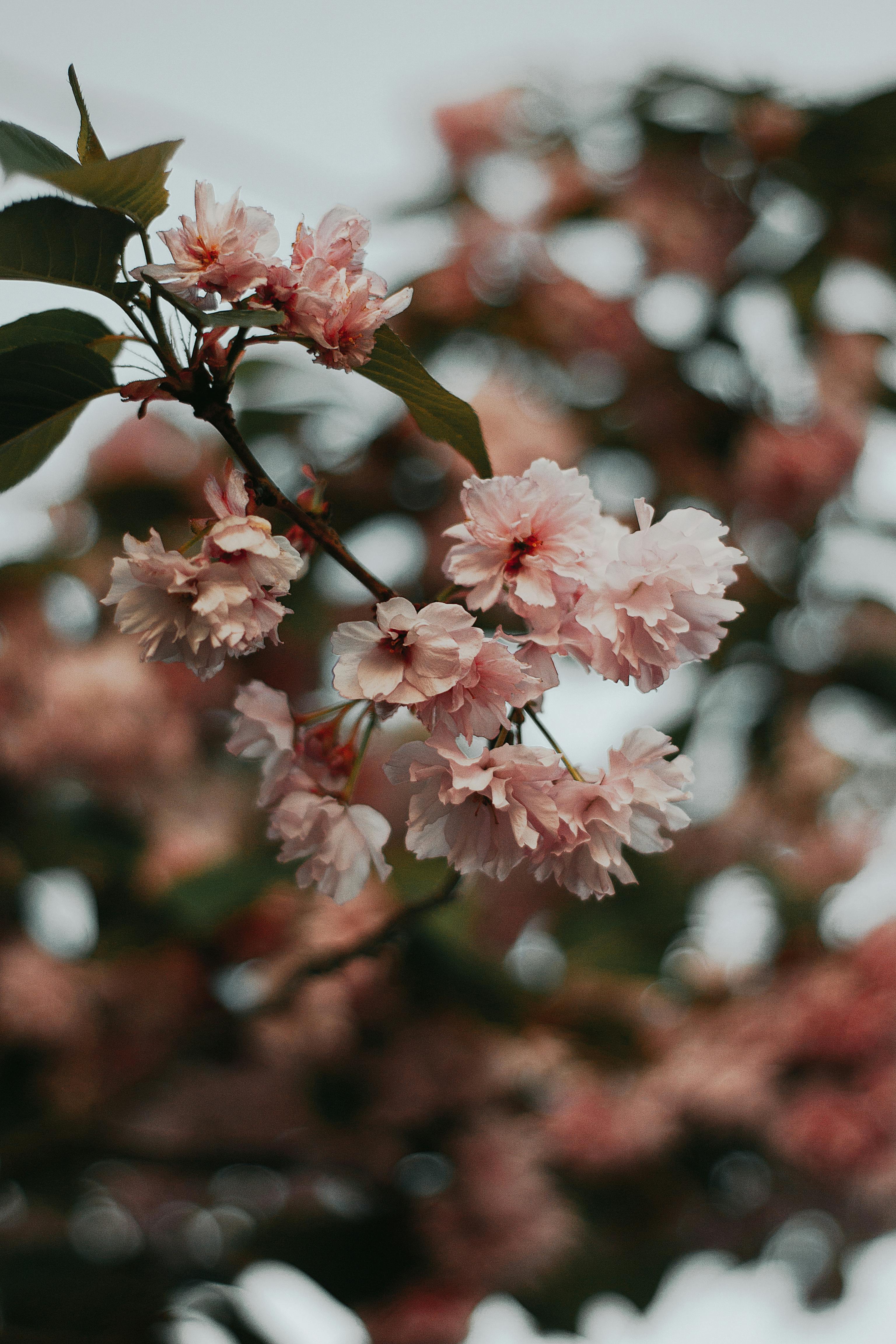Foto de stock gratuita sobre al aire libre, árbol floreciente, árbol ...