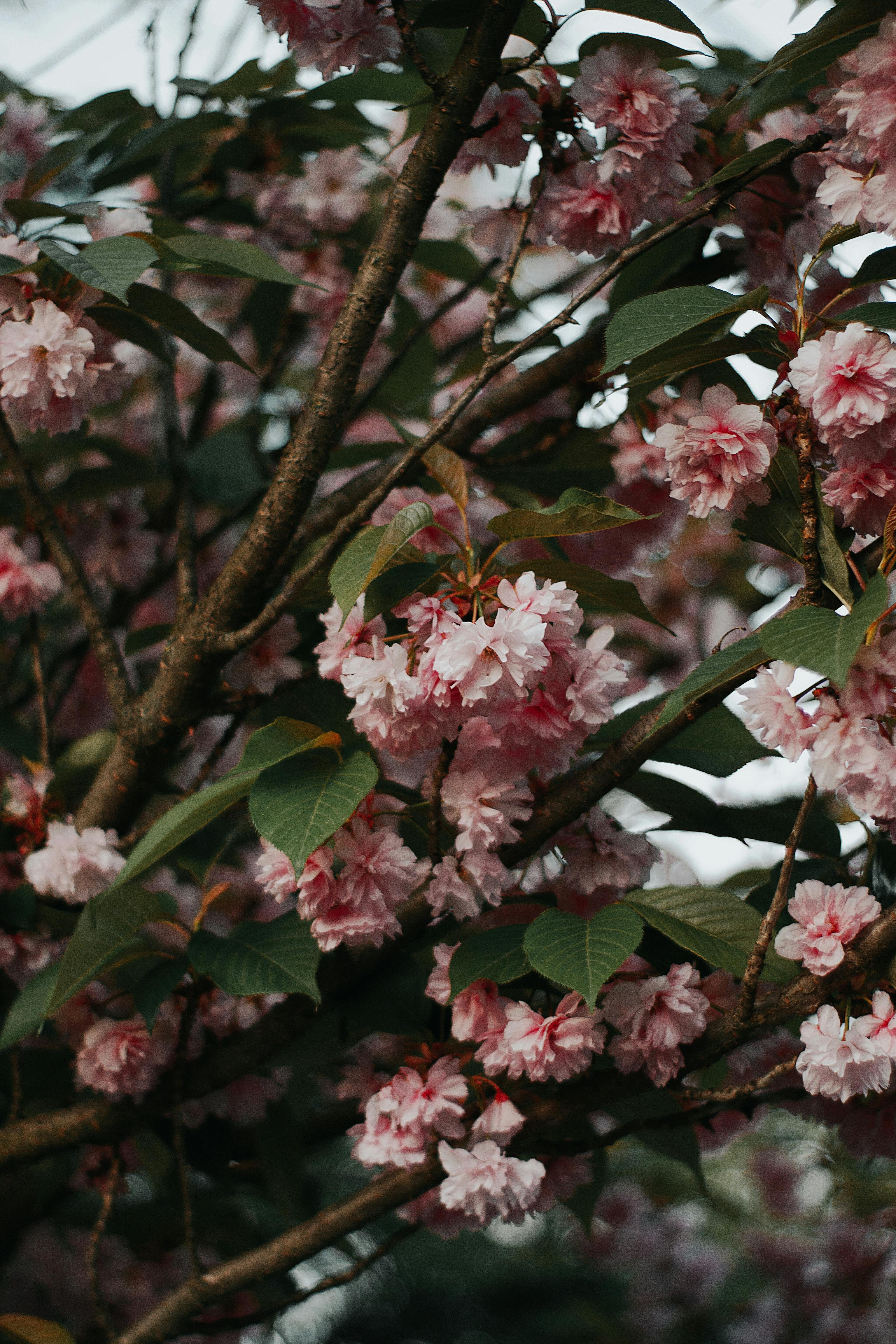 Peakpx+Wallpaper+4k Photos, Download The BEST Free Peakpx+Wallpaper+4k ...