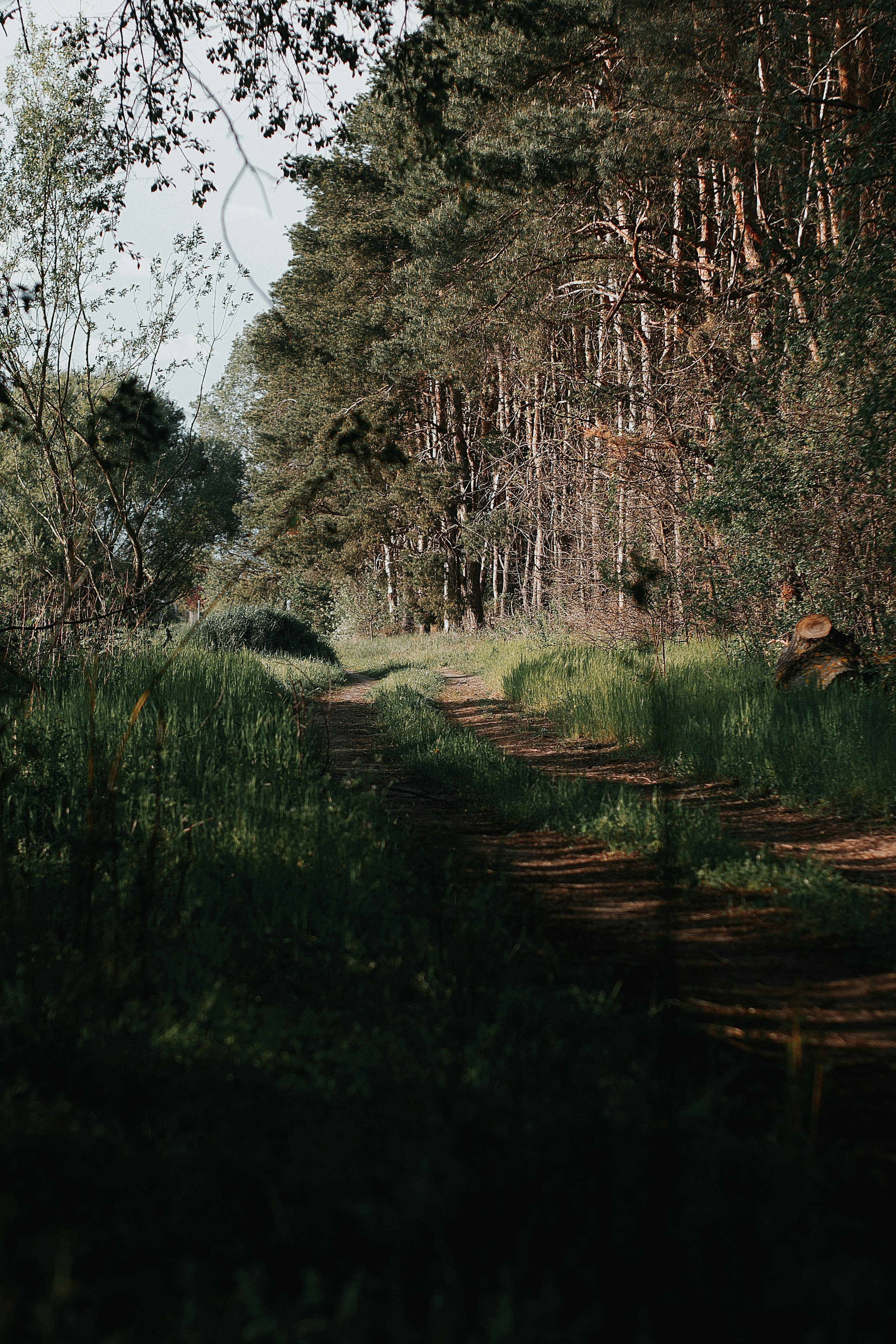 Serene Forest Path in Hungarian Countryside · Free Stock Photo