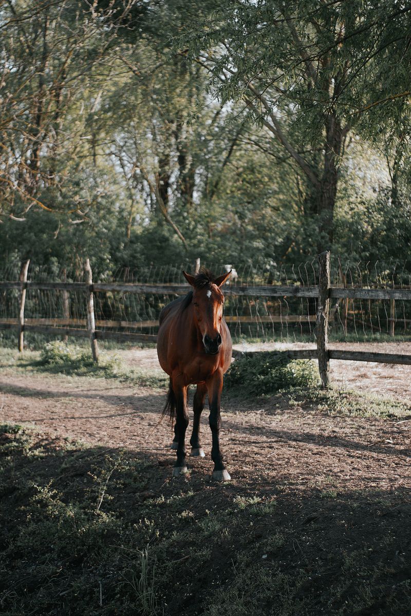 10 000+ Fond D'écran 4k Cheval banque d’images et photos libres de ...