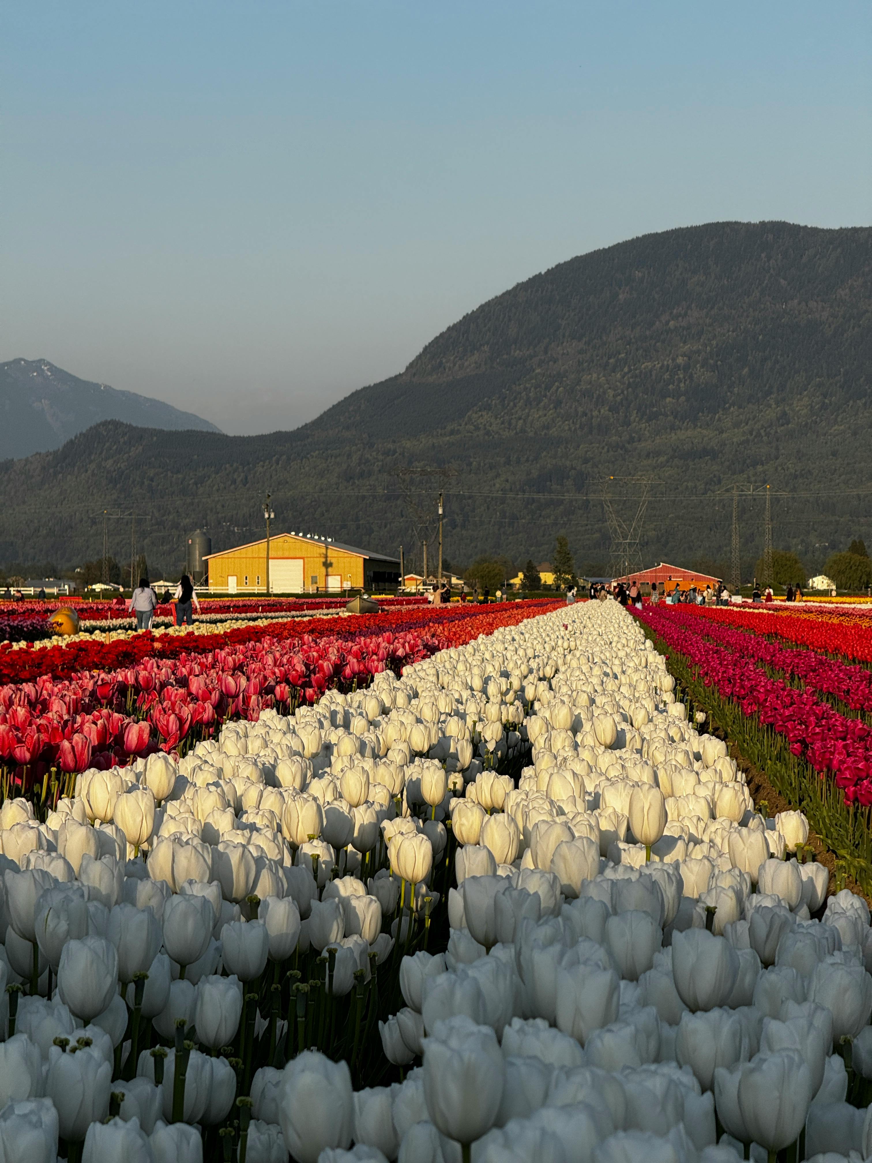 Vibrant Spring Tulip Field at Dusk · Free Stock Photo
