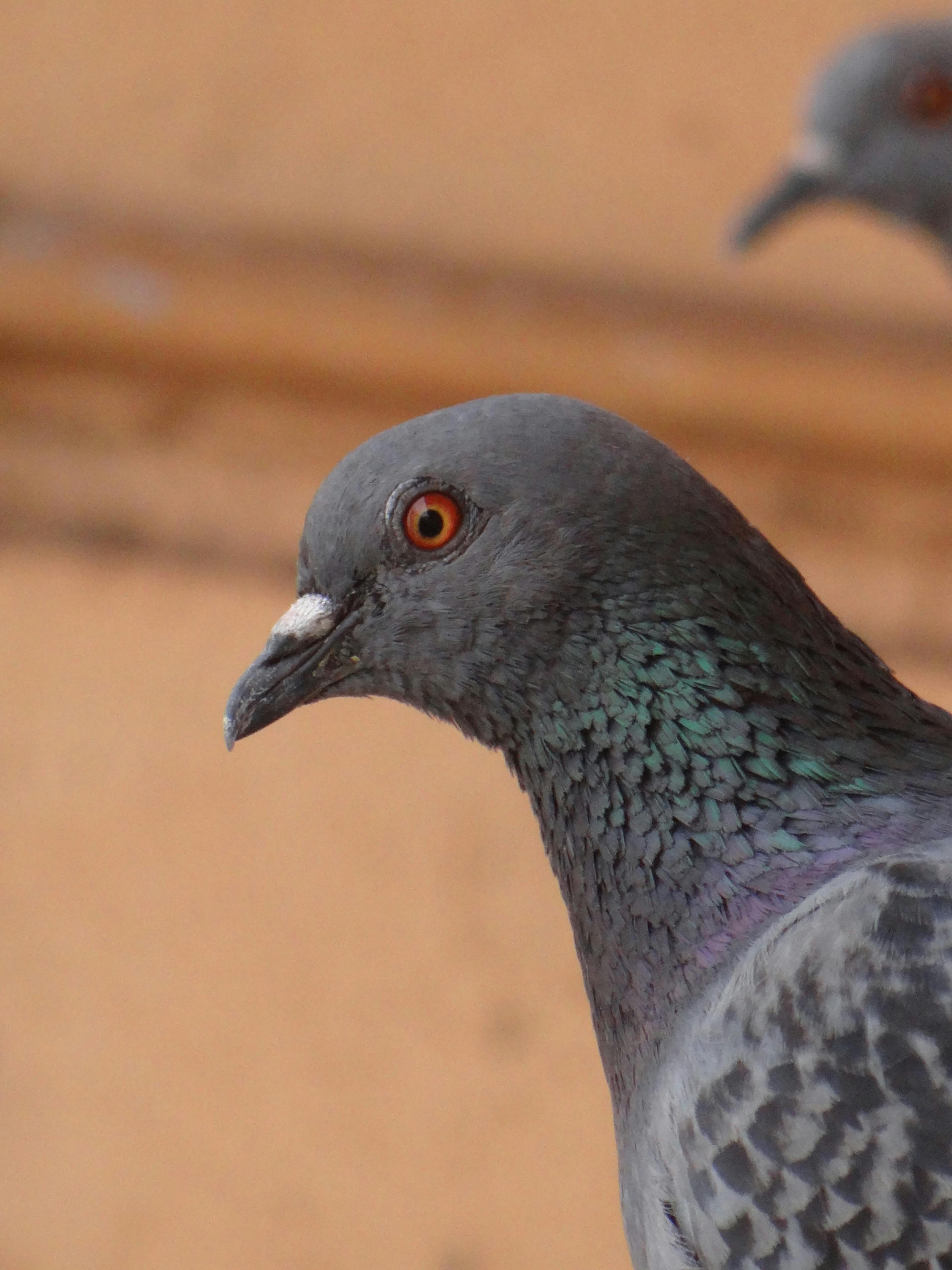 Pigeon Beak Photos, Download The BEST Free Pigeon Beak Stock Photos ...