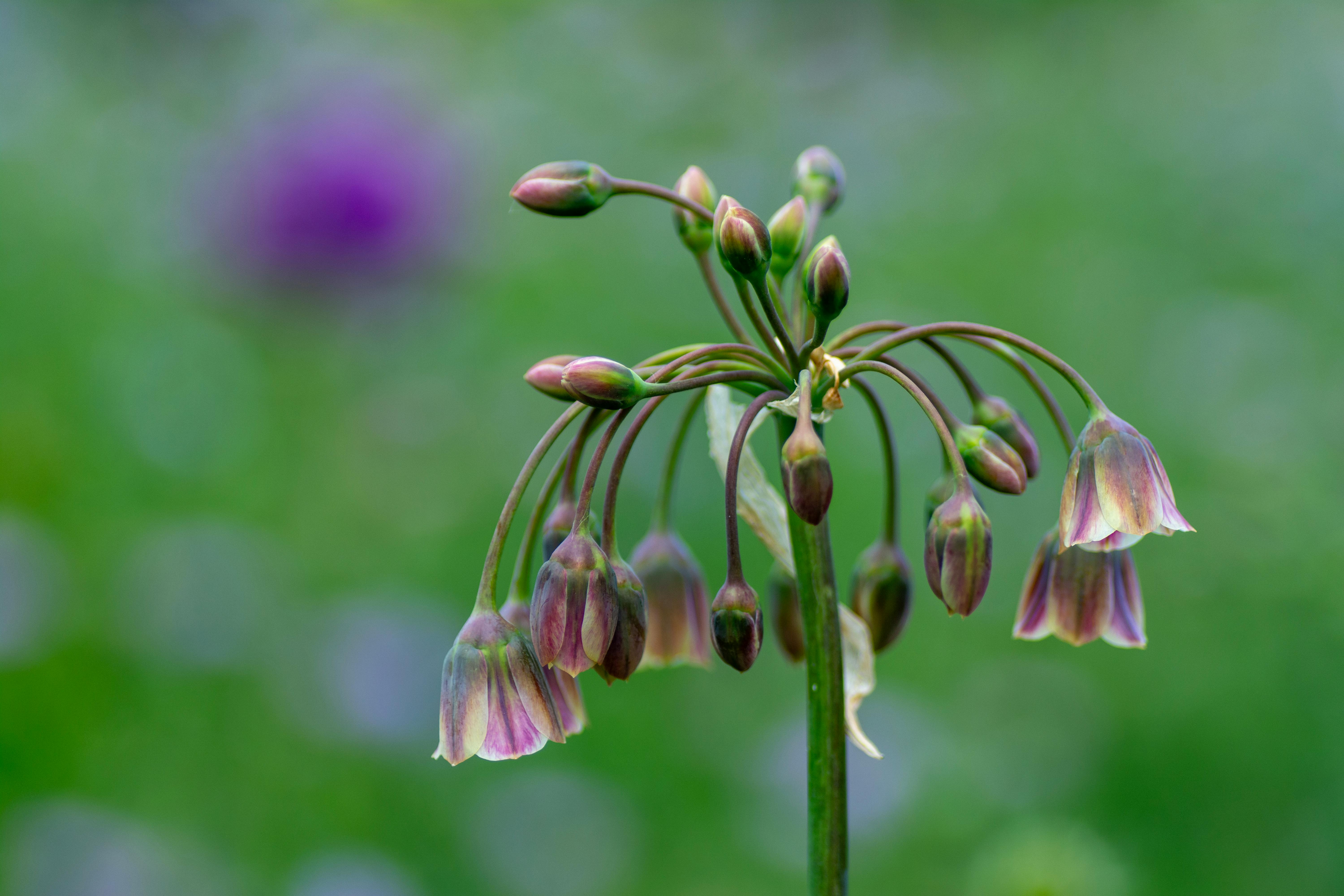 Tuni Bulb Photos, Download The BEST Free Tuni Bulb Stock Photos & HD Images