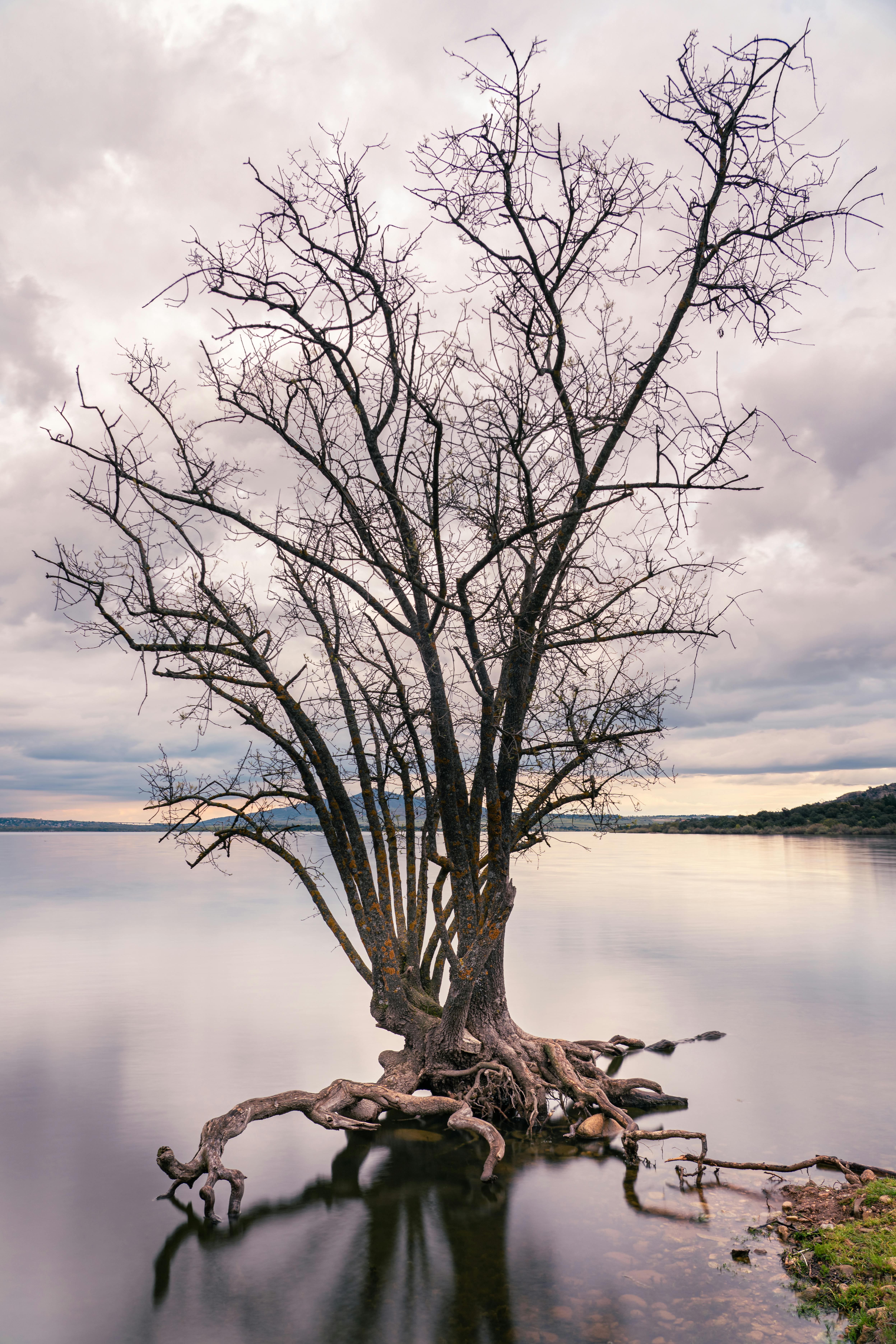 Serene Lakeside Tree with Exposed Roots · Free Stock Photo