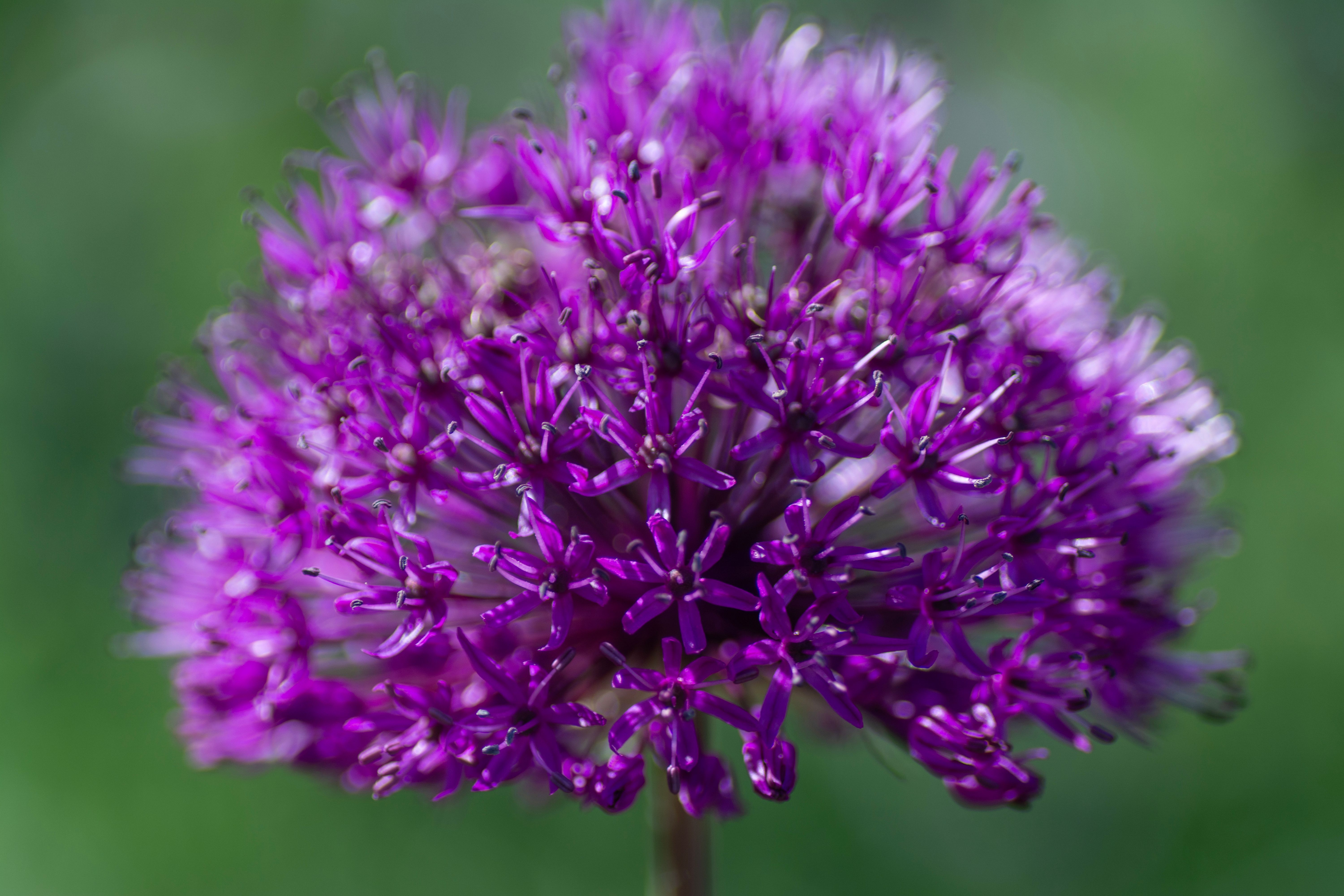Vibrant Purple Allium Bloom in Focus · Free Stock Photo