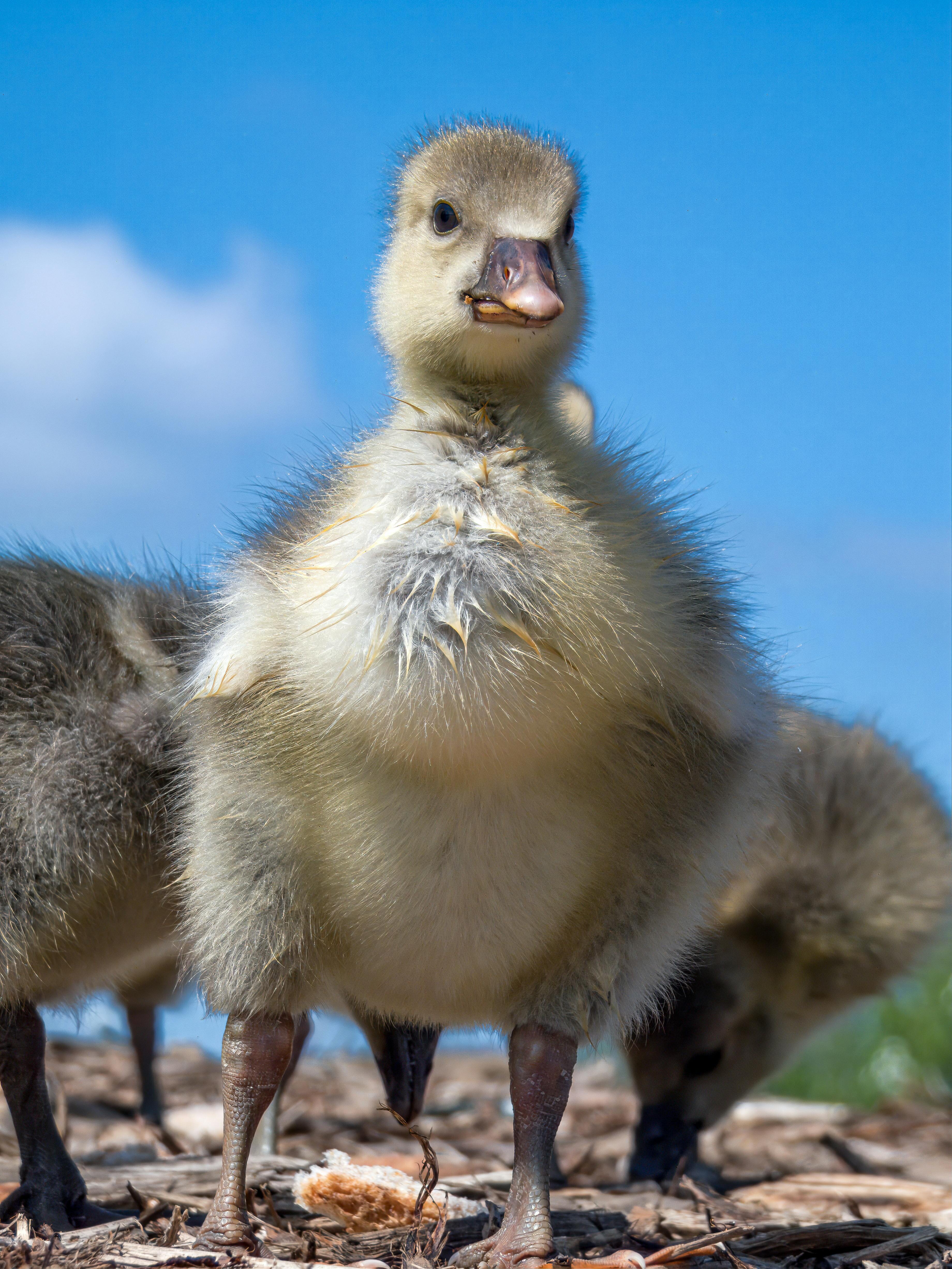 Cute Gosling Stands Proudly Outdoors in Spring · Free Stock Photo