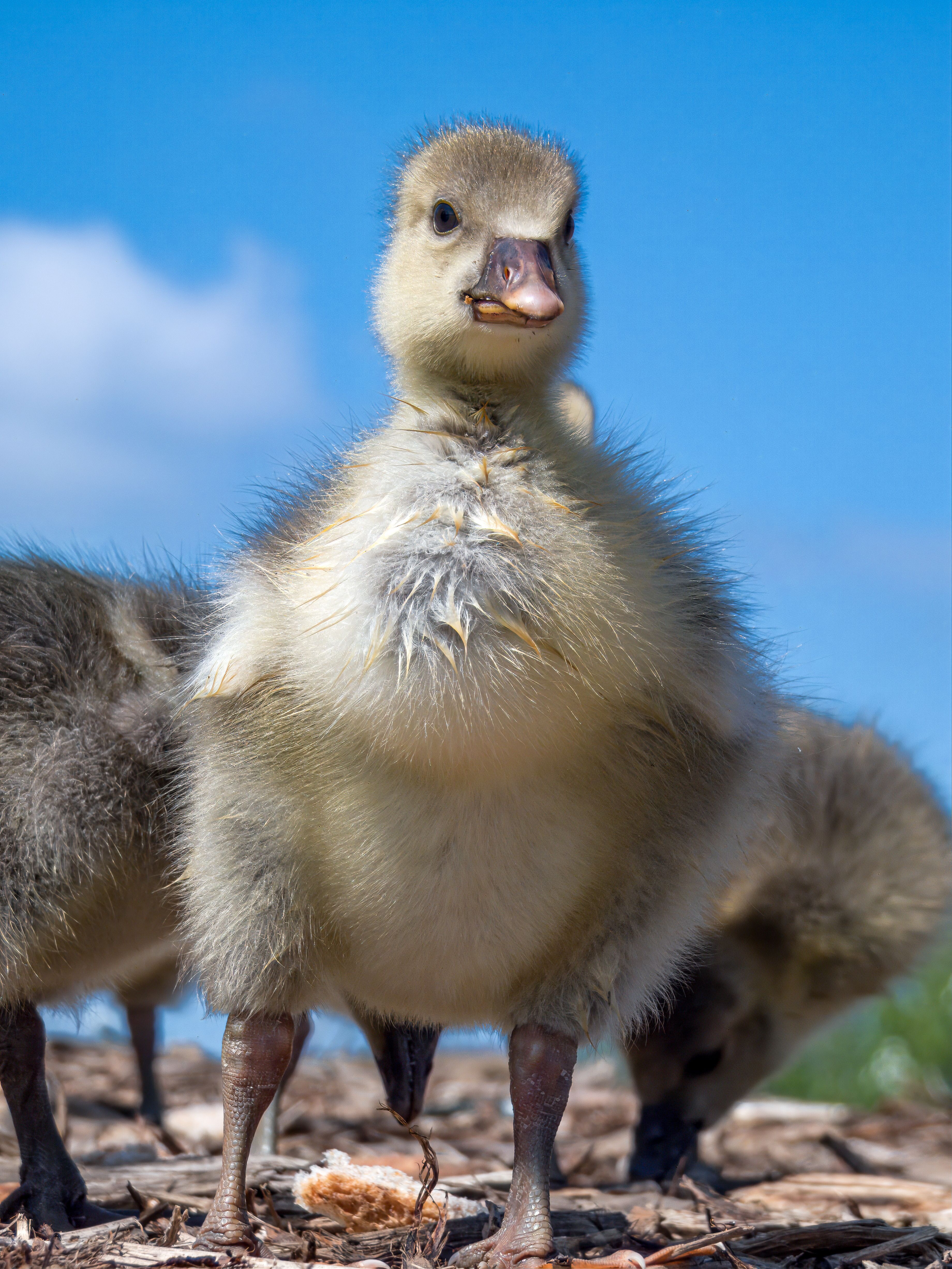 Cute Gosling Stands Proudly Outdoors in Spring · Free Stock Photo