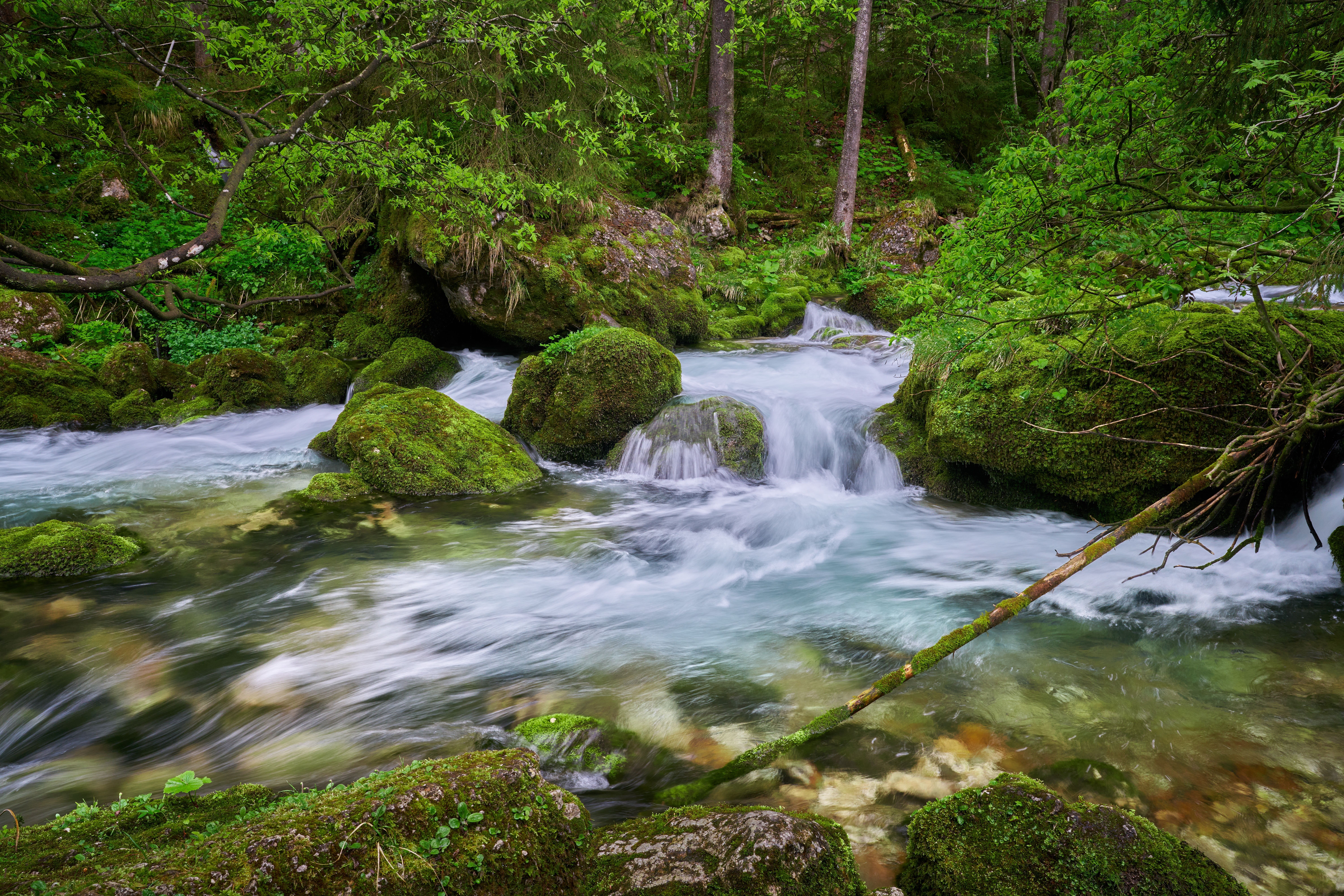 Pristine Forest Stream in Golling, Austria · Free Stock Photo