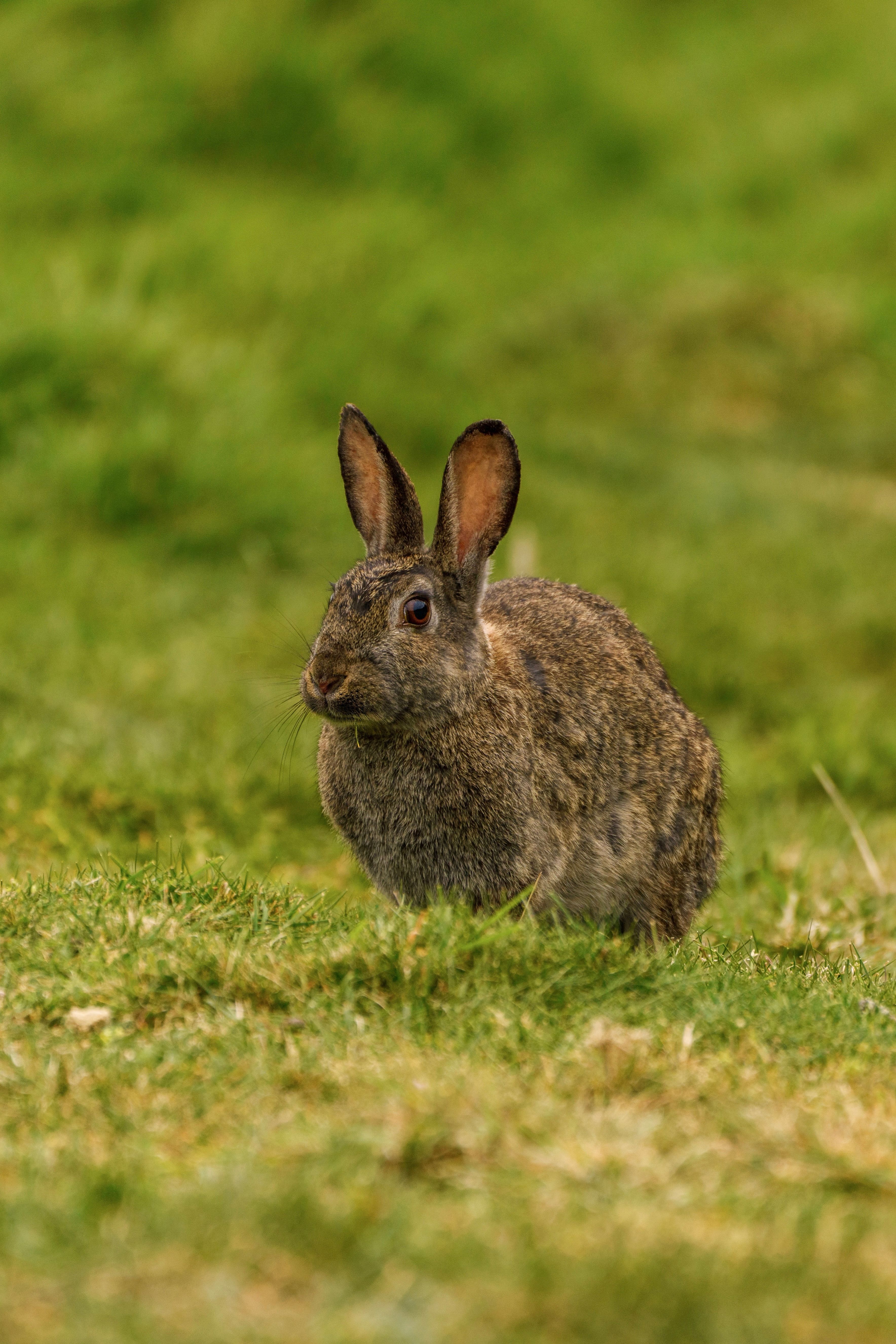 White Rabbit on Green Grass · Free Stock Photo