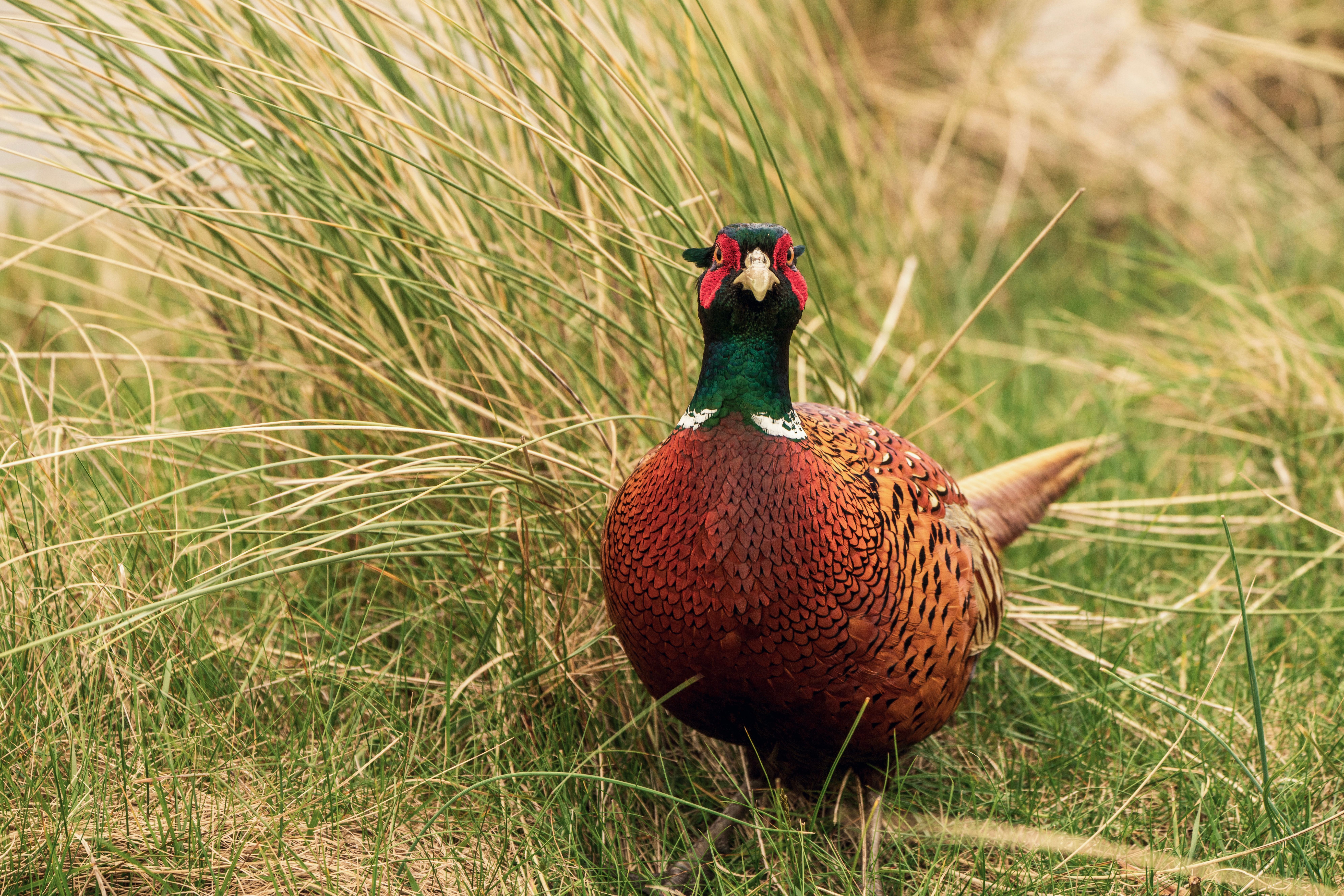 Vibrant Pheasant in Grassy Habitat · Free Stock Photo