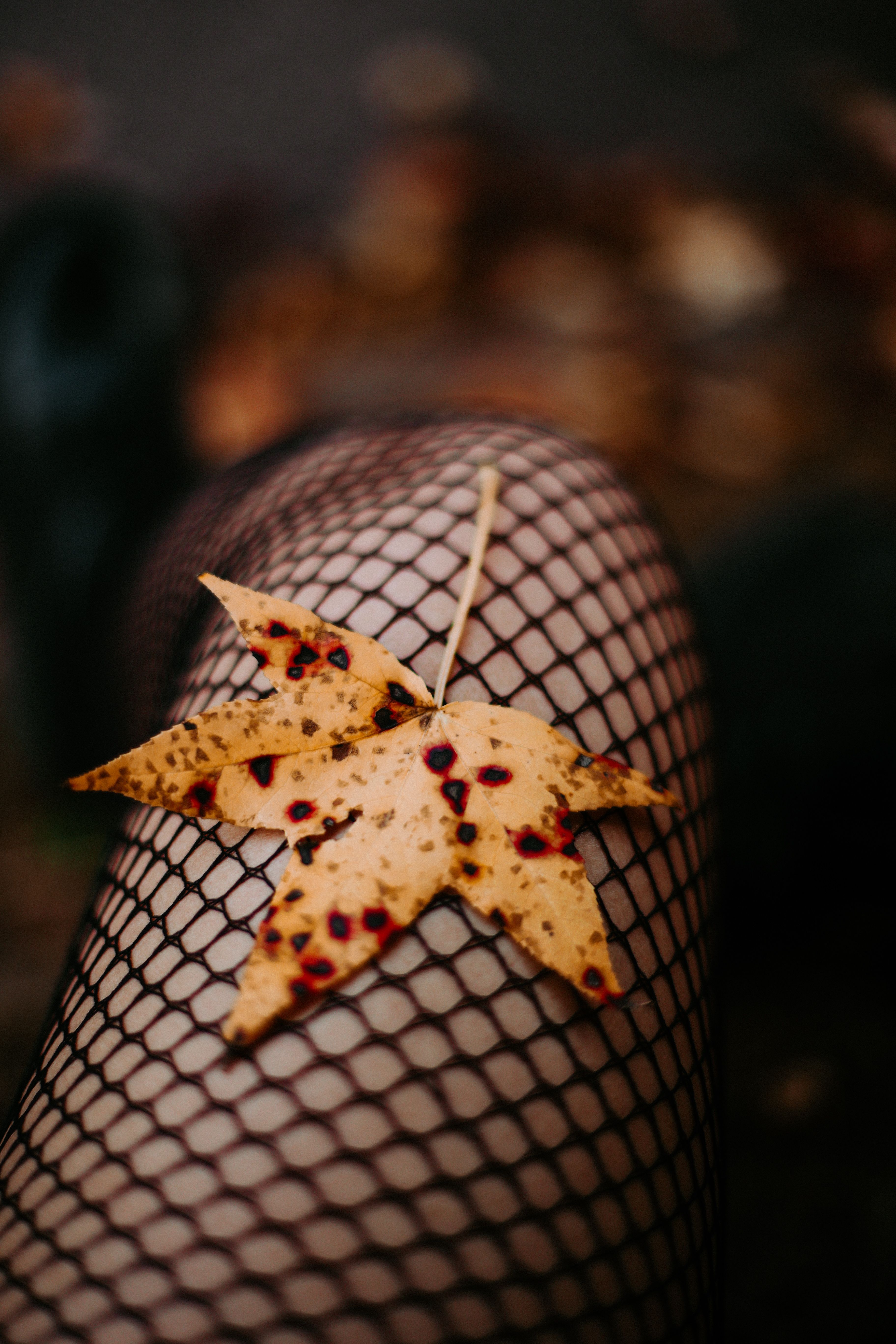 Leaf Mesh Photos, Download The BEST Free Leaf Mesh Stock Photos & HD Images