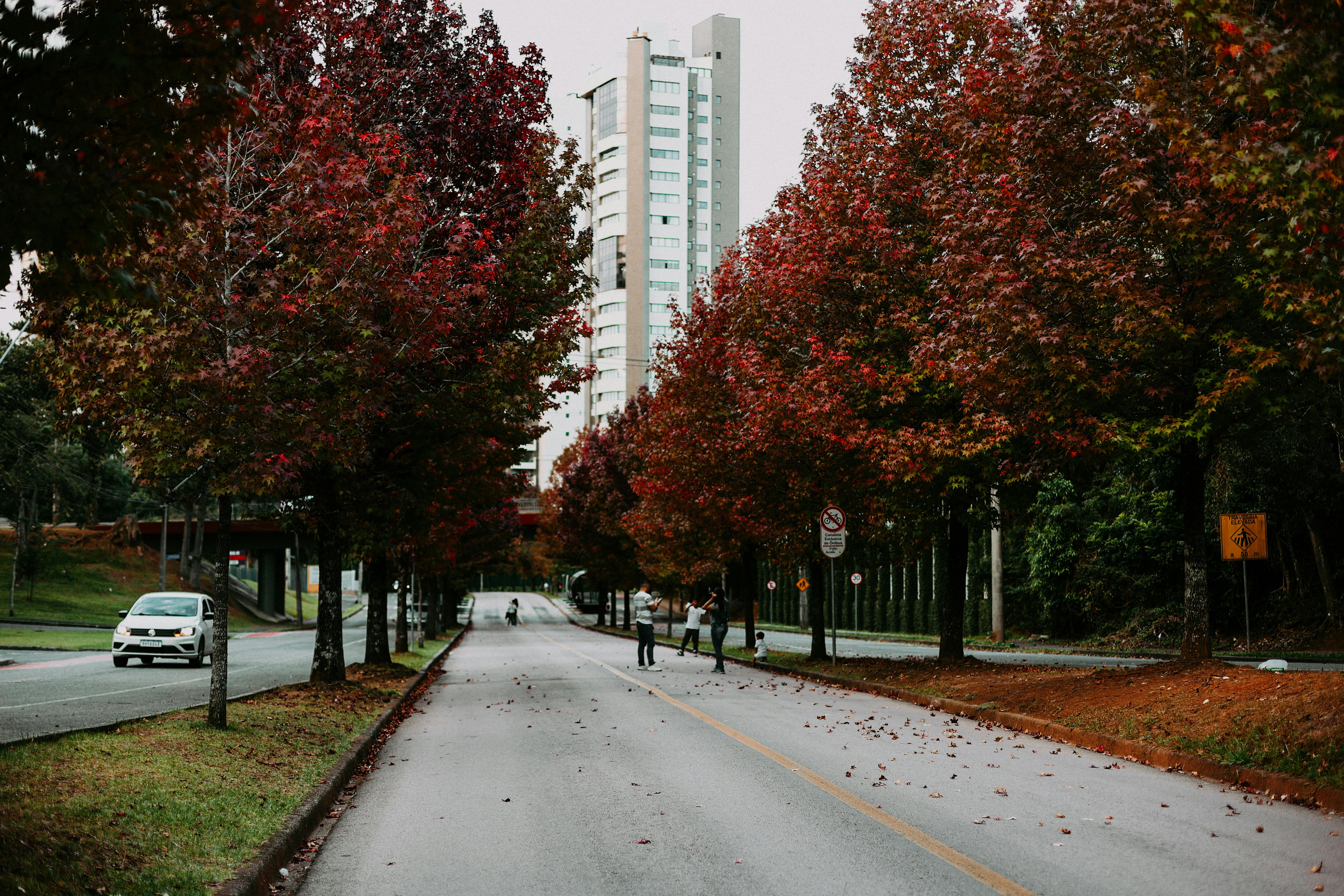 Autumn Trees Lining Road in Curitiba, Brazil · Free Stock Photo