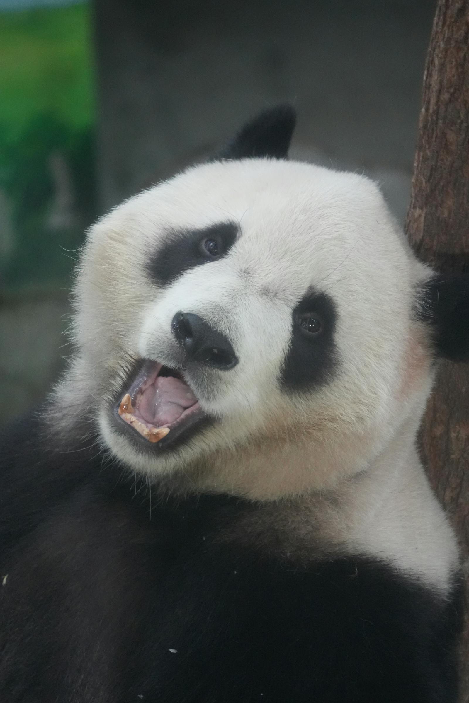 900+ Best Panda Photos · 100% Free Download · Pexels Stock Photos