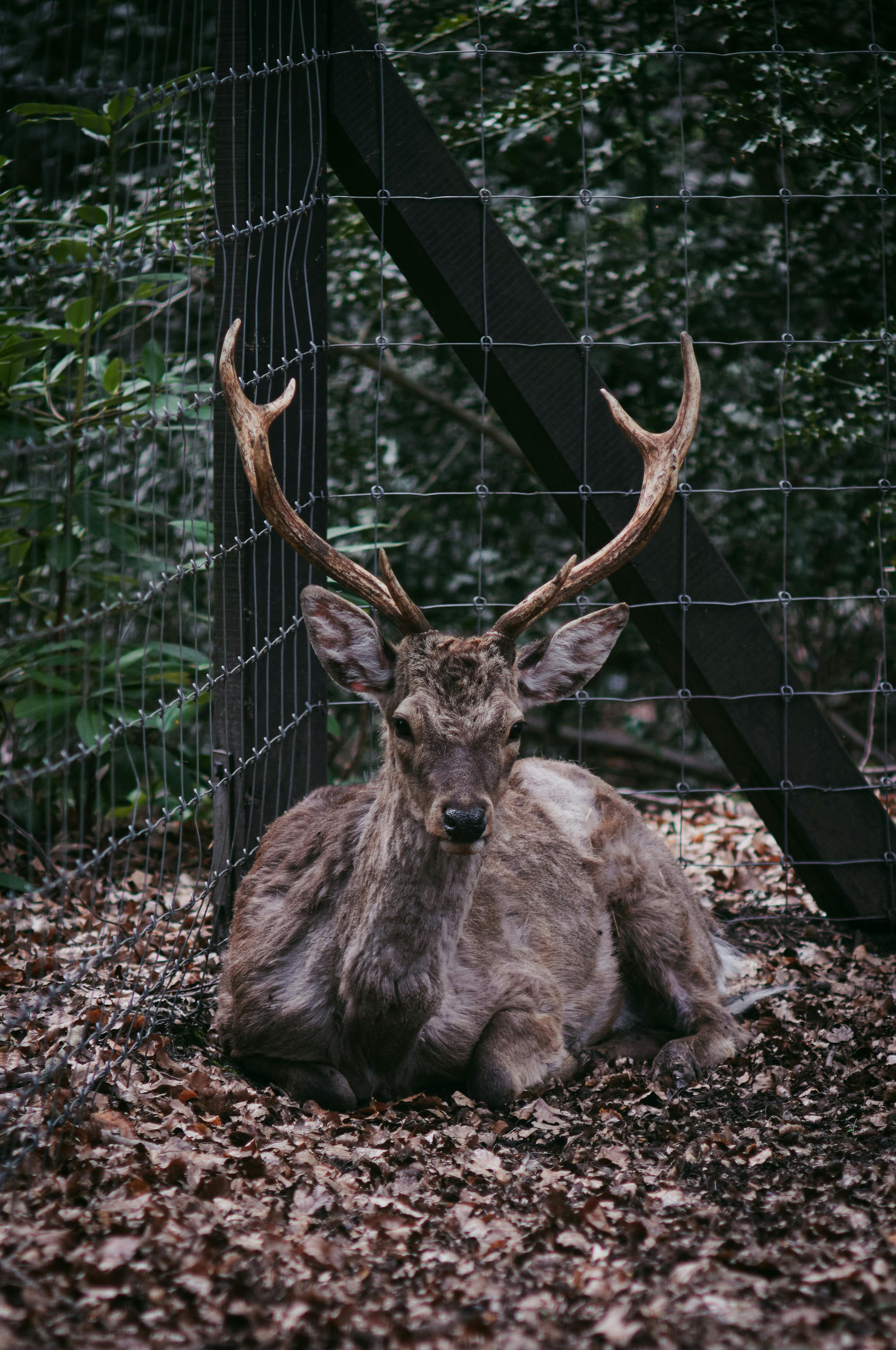 Deer. Photos, Download The BEST Free Deer. Stock Photos & HD Images