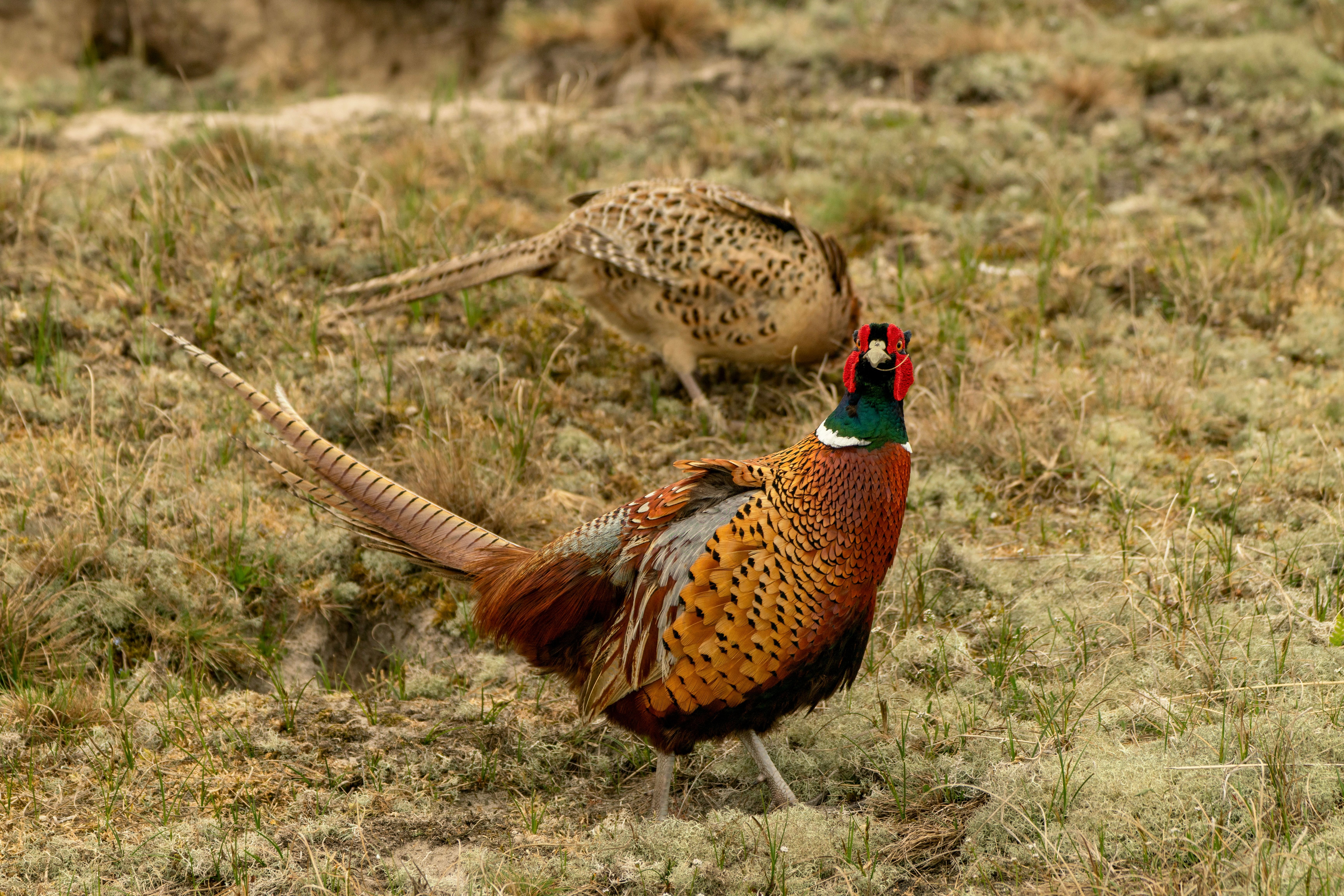 Vibrant Pheasant Pair in Natural Habitat · Free Stock Photo