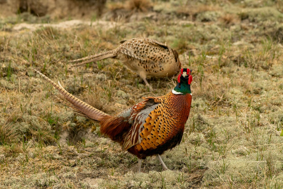 Pheasant Photos, Download The BEST Free Pheasant Stock Photos & HD Images
