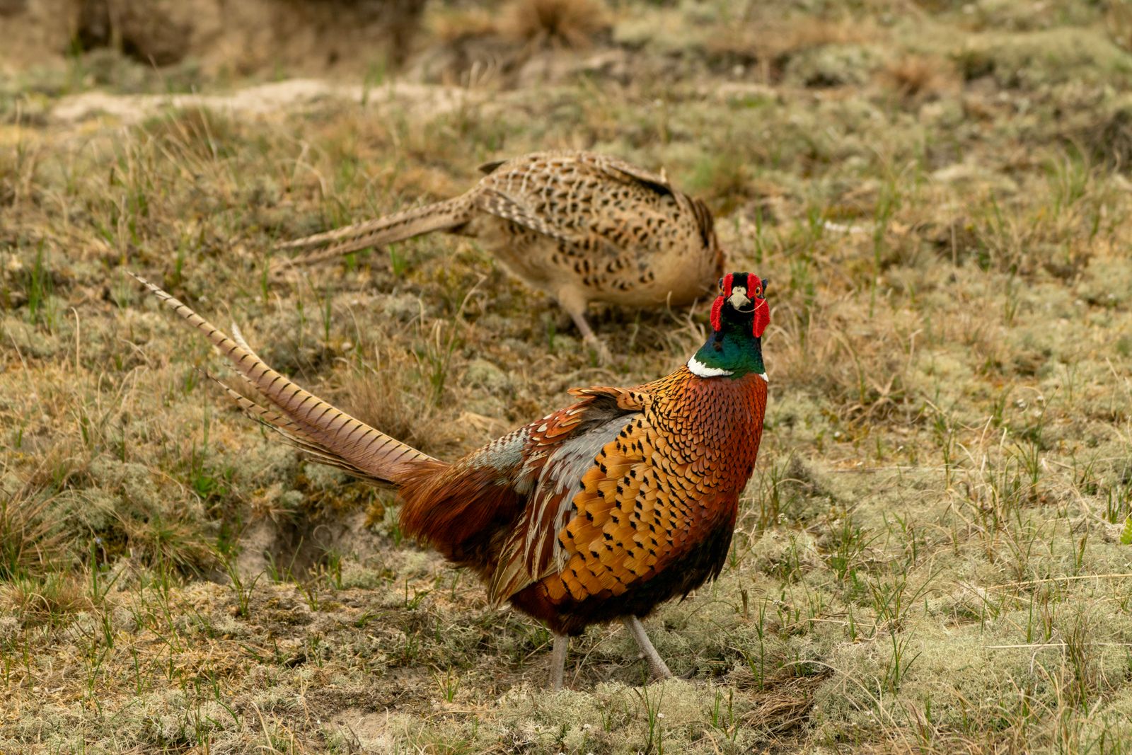 Pheasant Photos, Download The BEST Free Pheasant Stock Photos & HD Images