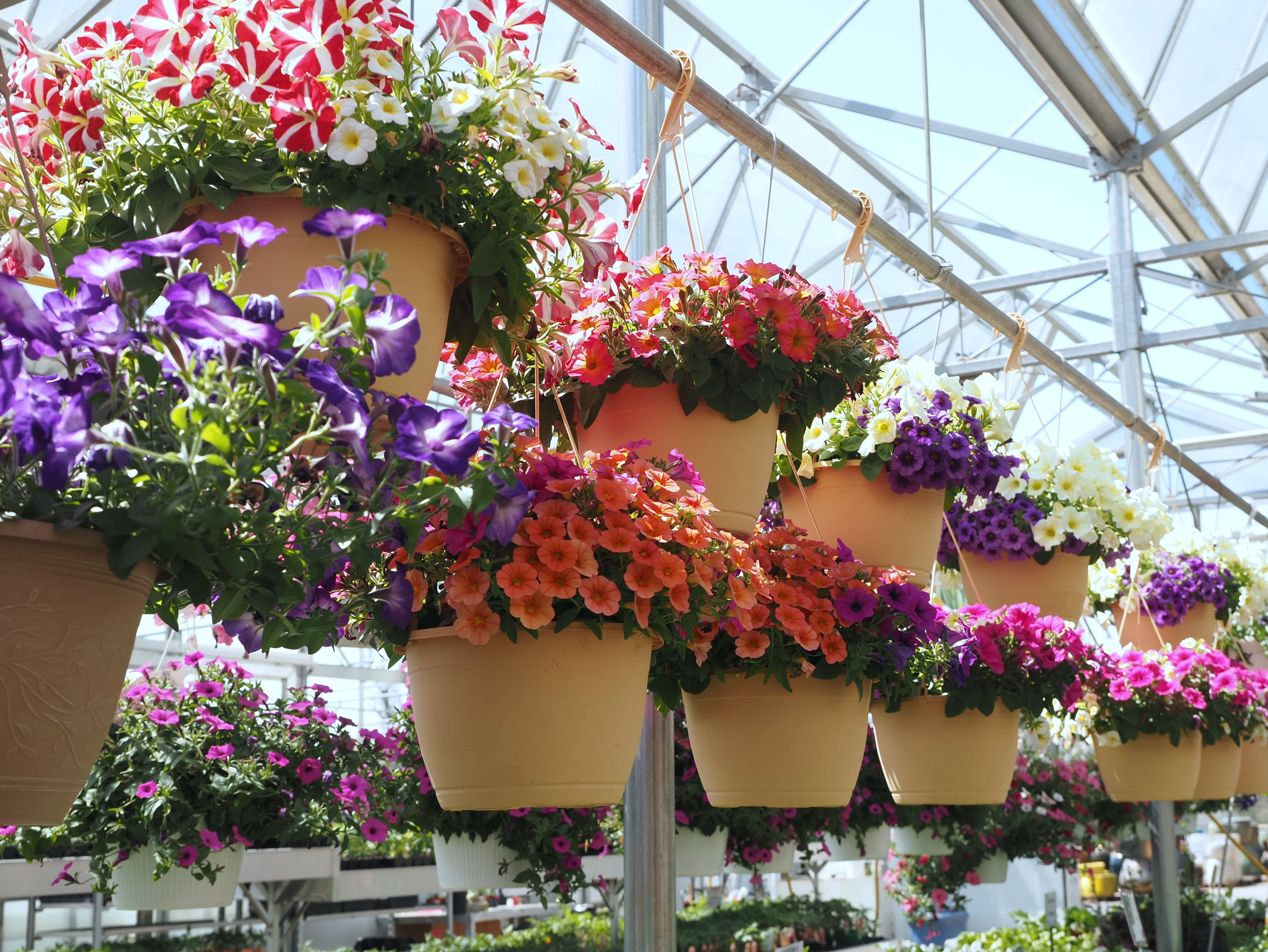 Indoors, Flowers Photos, Download The BEST Free Indoors, Flowers Stock ...