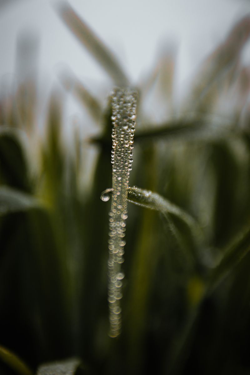 Dew Photos, Download The BEST Free Dew Stock Photos & HD Images